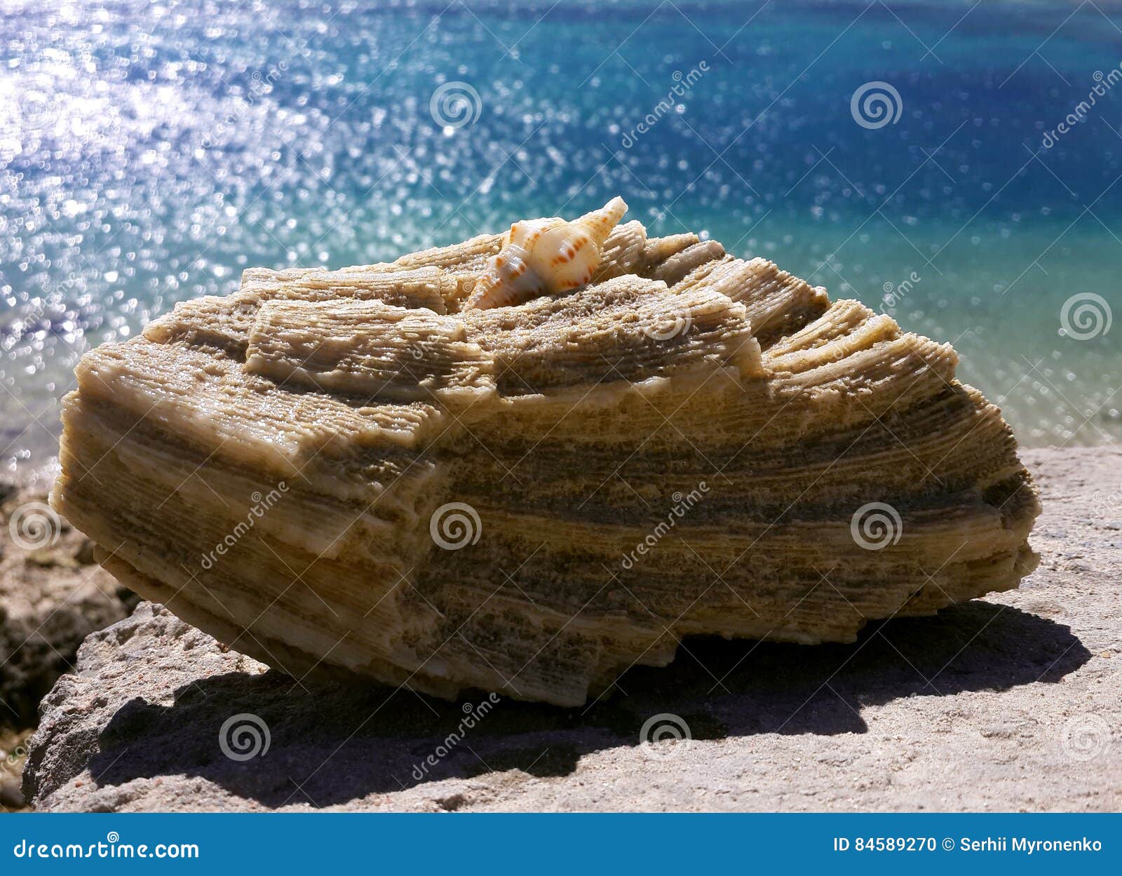 Sea Shell on the Stone at Red Sea Stock Photo - Image of closeup ...