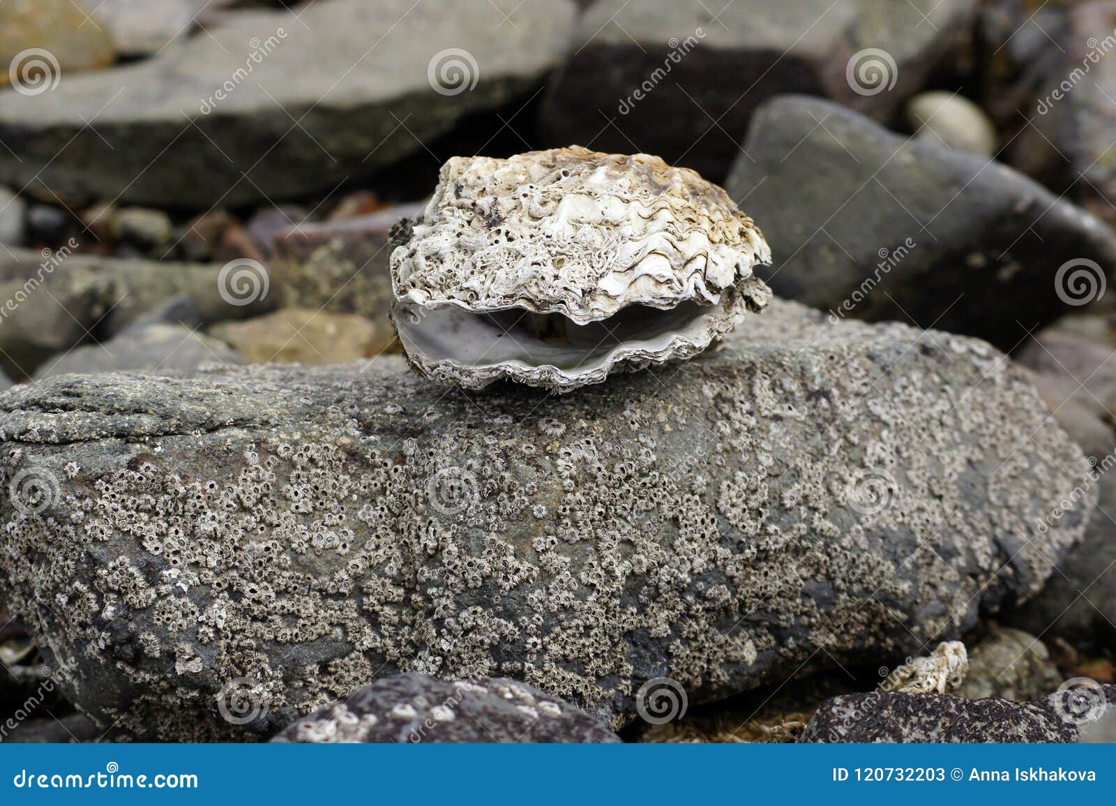 Sea shell on a stone stock image. Image of pattern, stone - 120732203