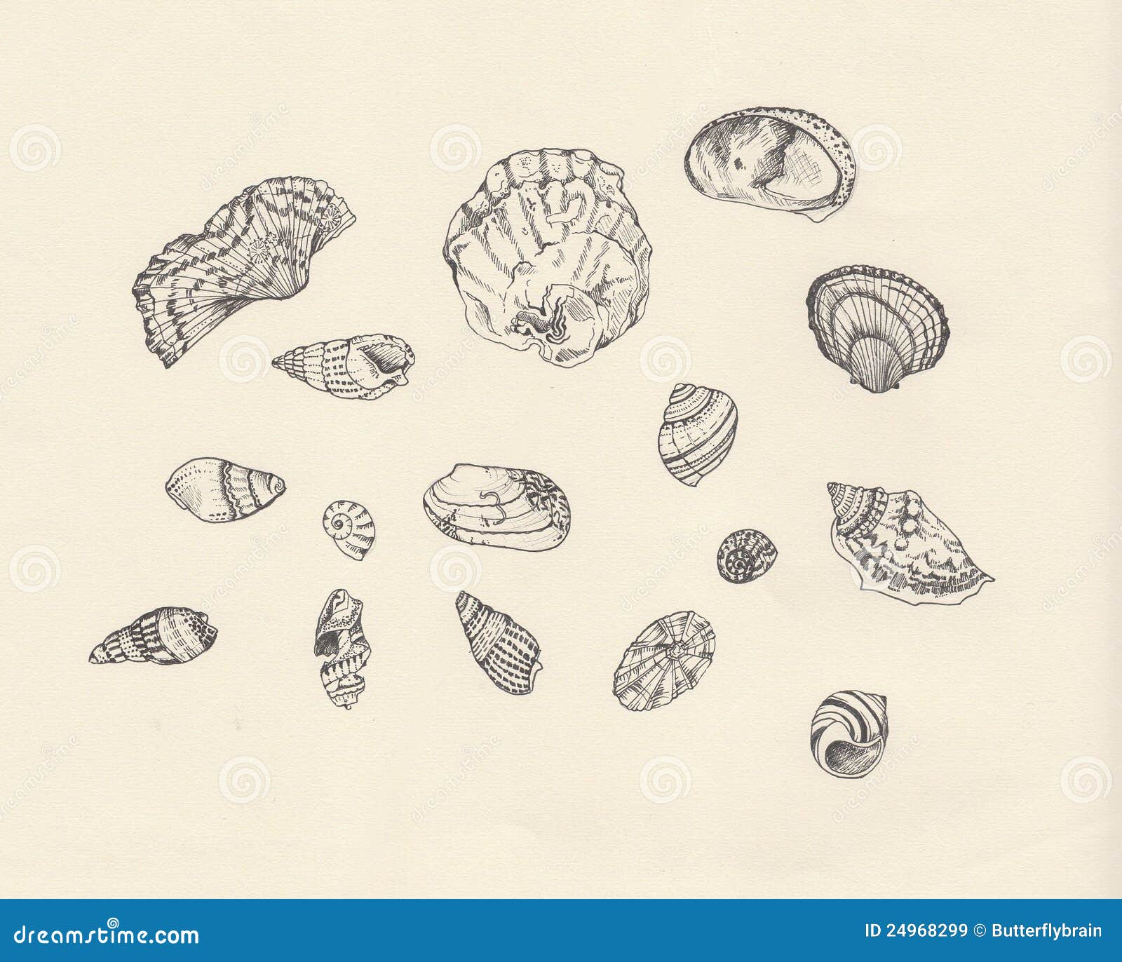 Sea shell study stock illustration. Illustration of wildlife - 24968299