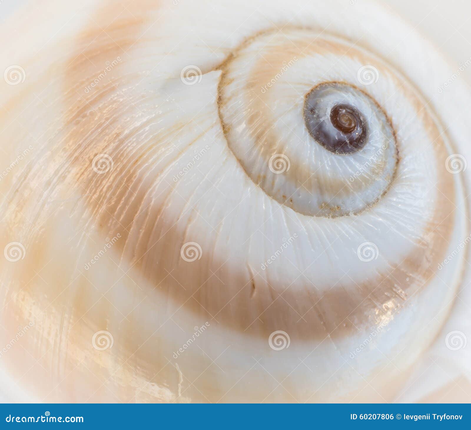 Sea shell swirl stock photo. Image of nautilus, oceanic - 60207806