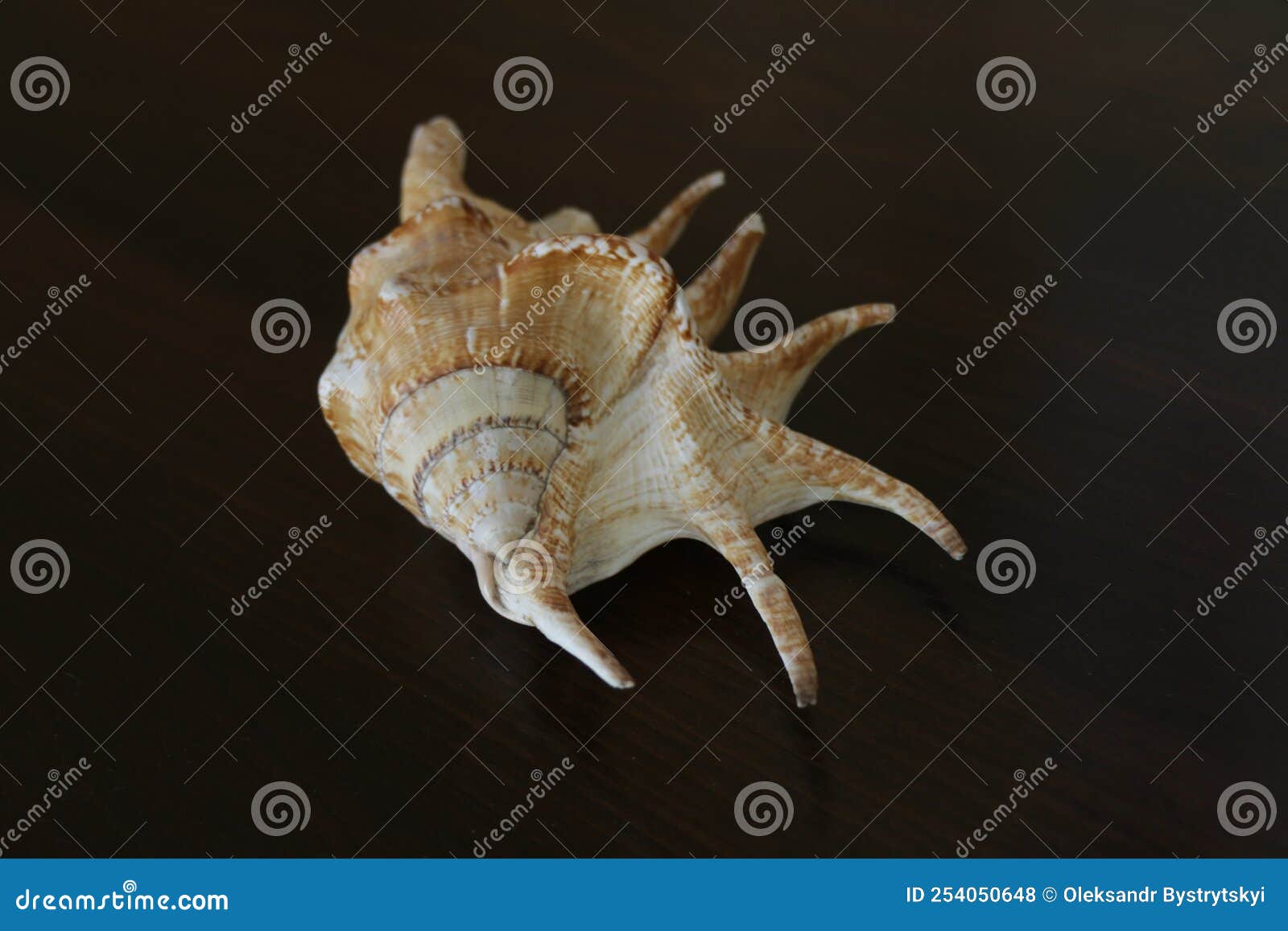 Sea shell stock photo. Image of marine, table, beautiful - 254050648