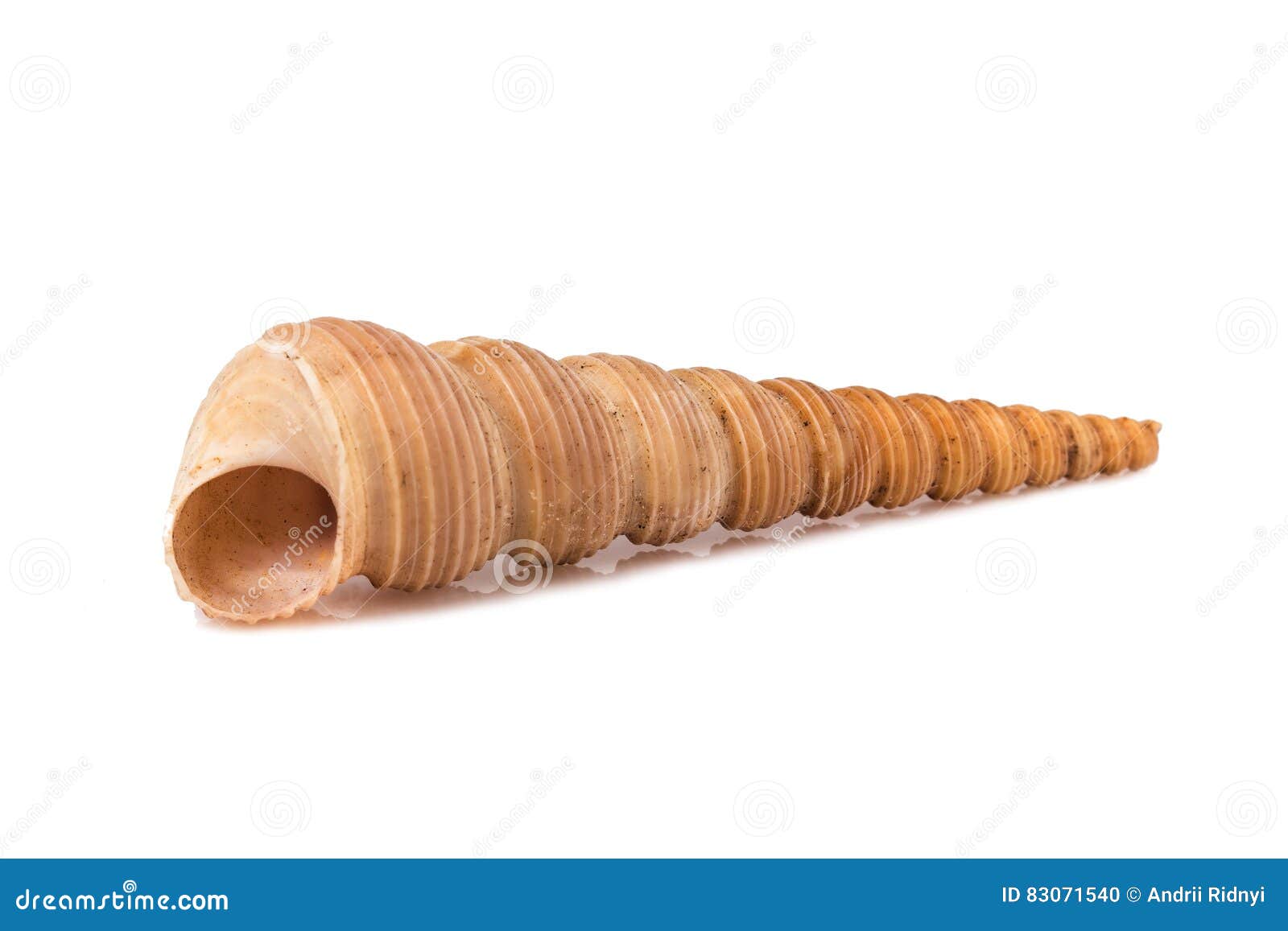 Sea shell Terebridae stock photo. Image of background - 83071540