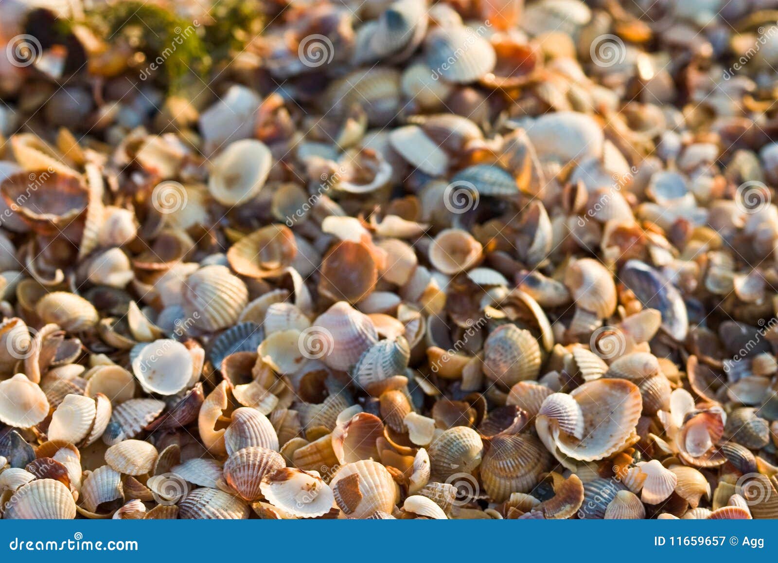 Sea-shell texture stock image. Image of mussel, summer - 11659657