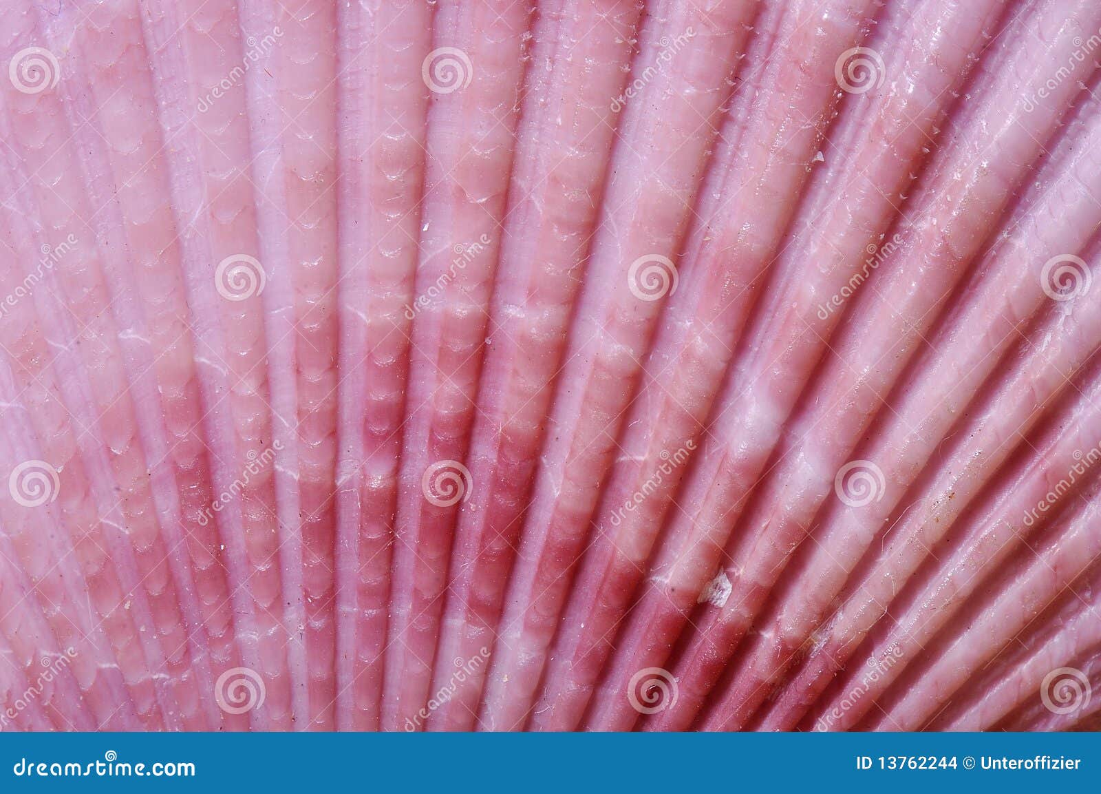 Sea Shell Texture stock photo. Image of conch, organism - 13762244
