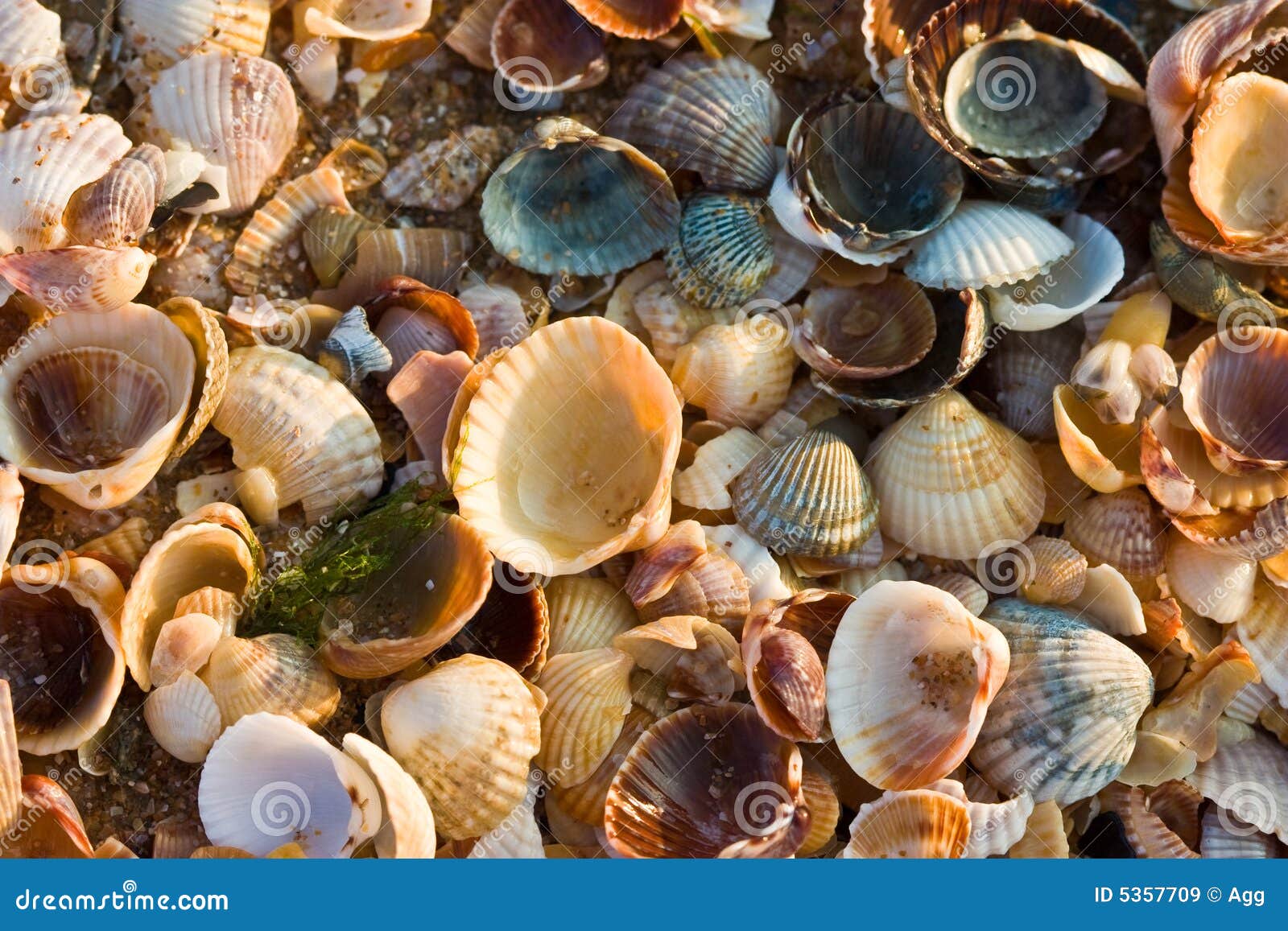 Sea-shell texture stock image. Image of nature, shell - 5357709