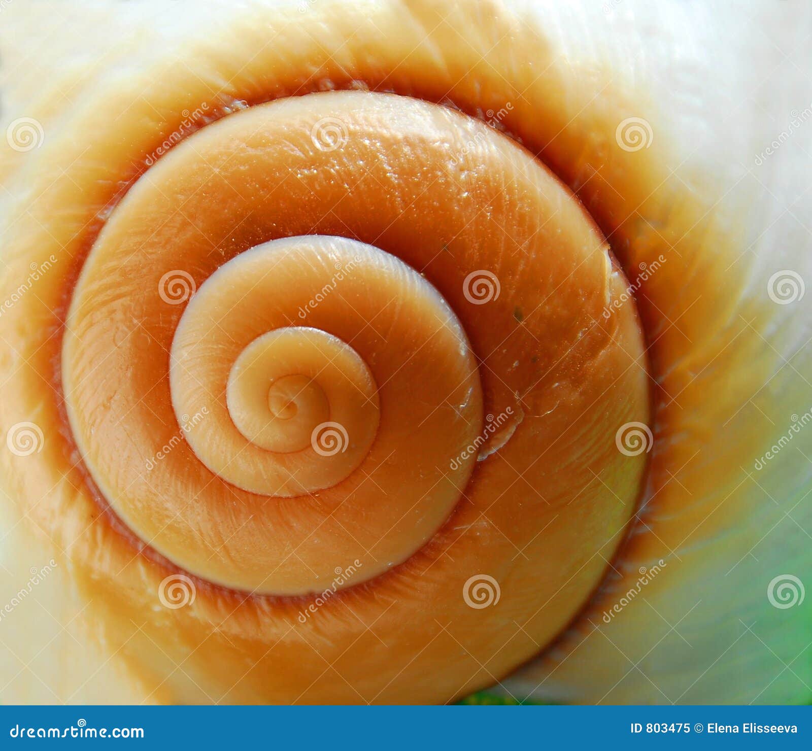 Sea shell texture stock image. Image of natural, closeup - 803475