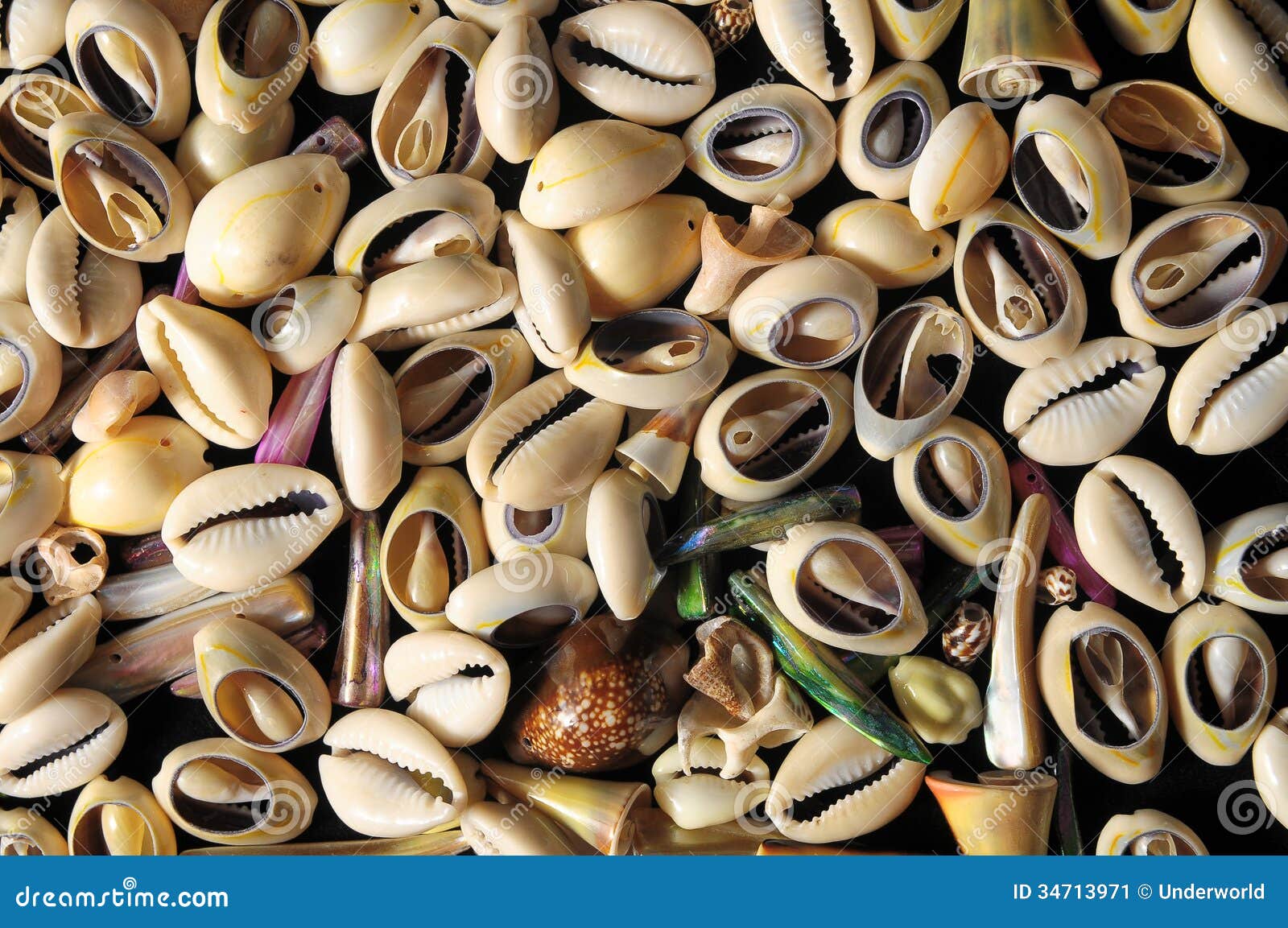 Sea Shell stock image. Image of monetaria, fish, inside - 34713971