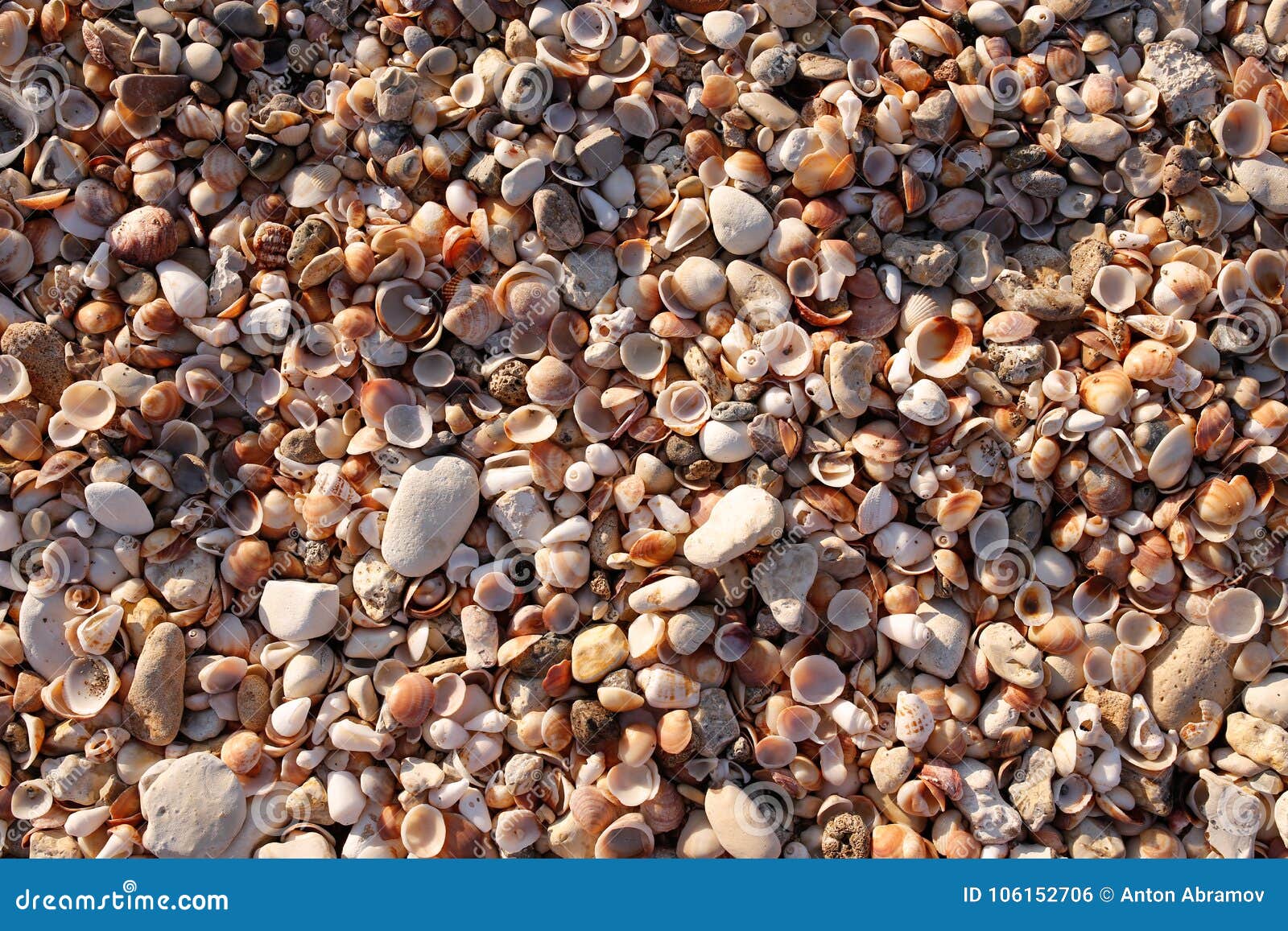 Sea shell texture stock photo. Image of rock, nature - 106152706