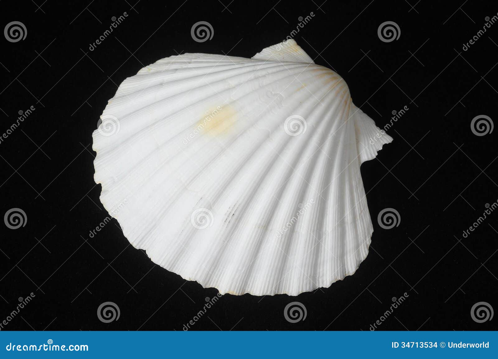 Sea Shell stock photo. Image of object, limestone, nature - 34713534