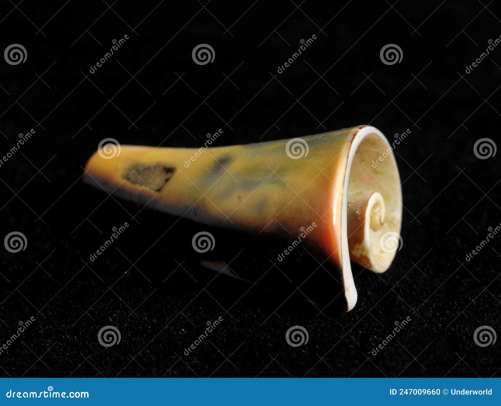 Sea Shell stock photo. Image of skeleton, mollusk, shell - 247009660