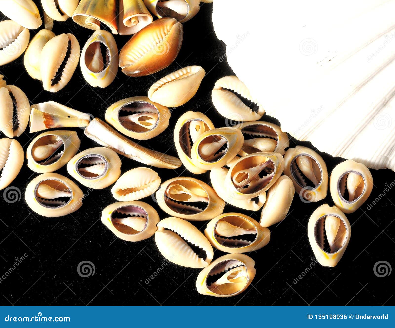 Sea Shell stock photo. Image of crustacean, life, chalk - 135198936