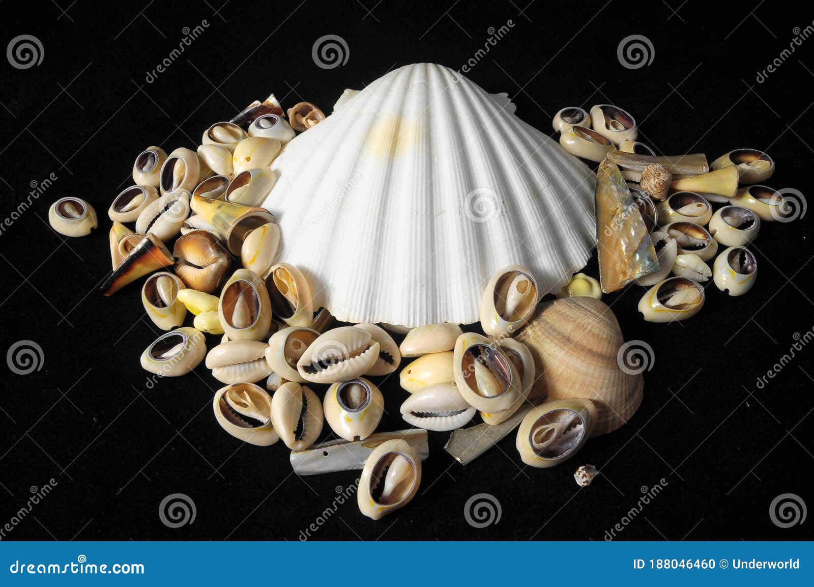 Sea Shell stock photo. Image of molluscan, shape, aquatic - 188046460