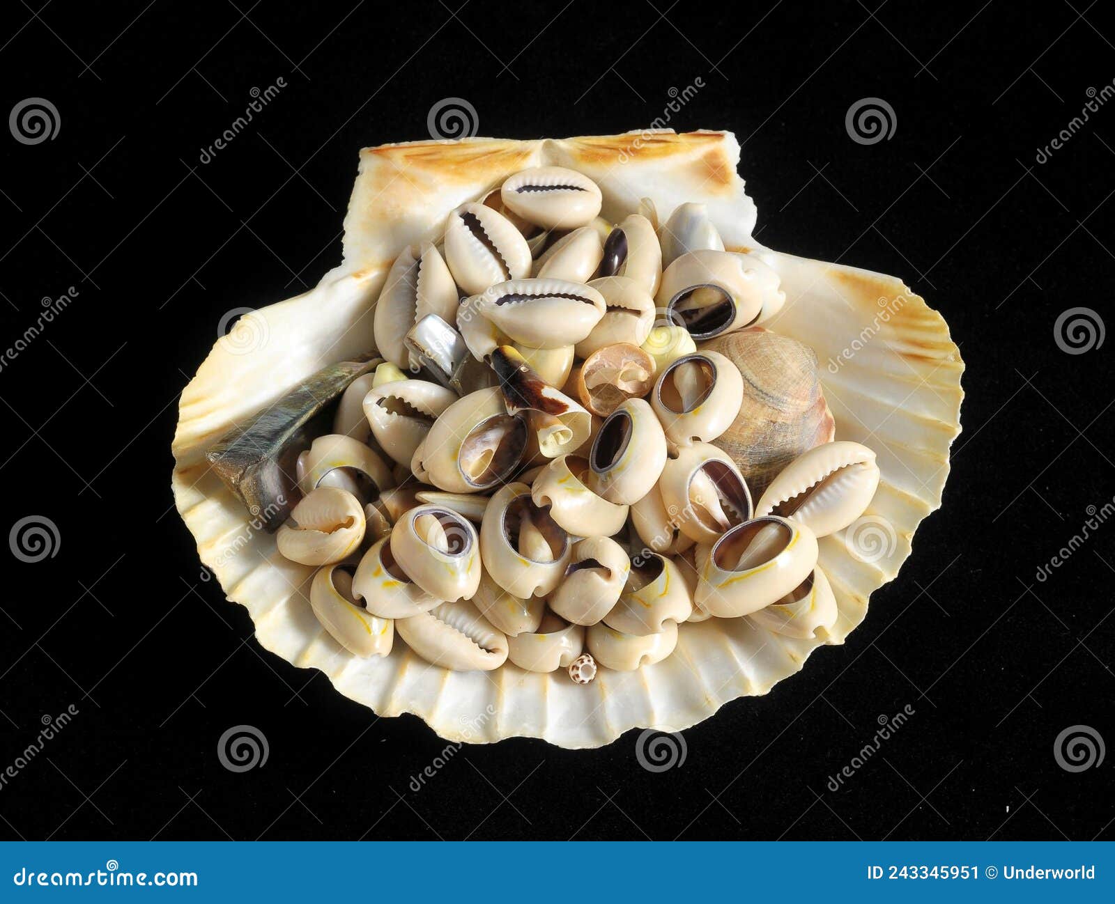 Sea Shell stock image. Image of hard, inside, fish, seafood - 243345951