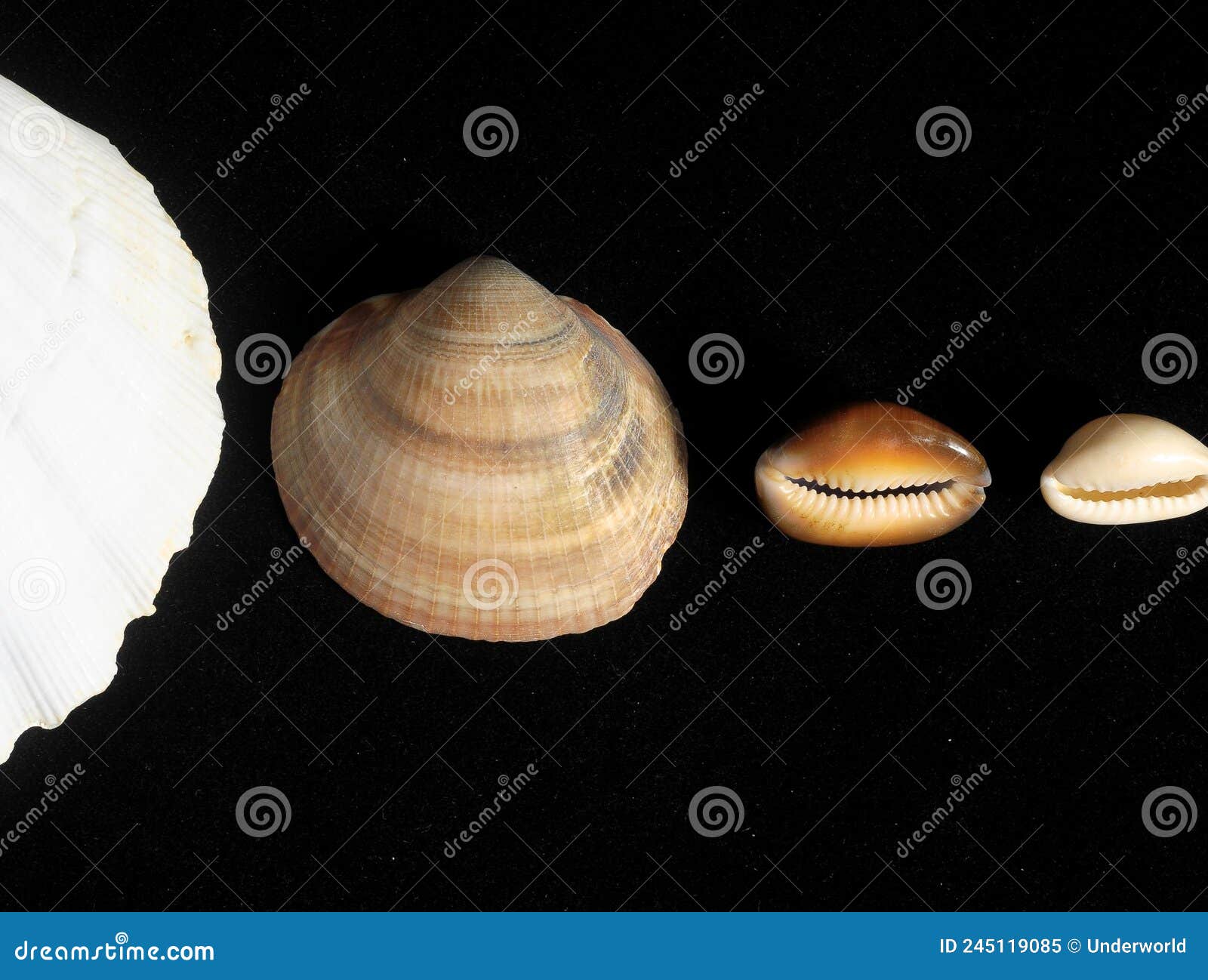 Sea Shell stock image. Image of case, chiton, molluscan - 245119085