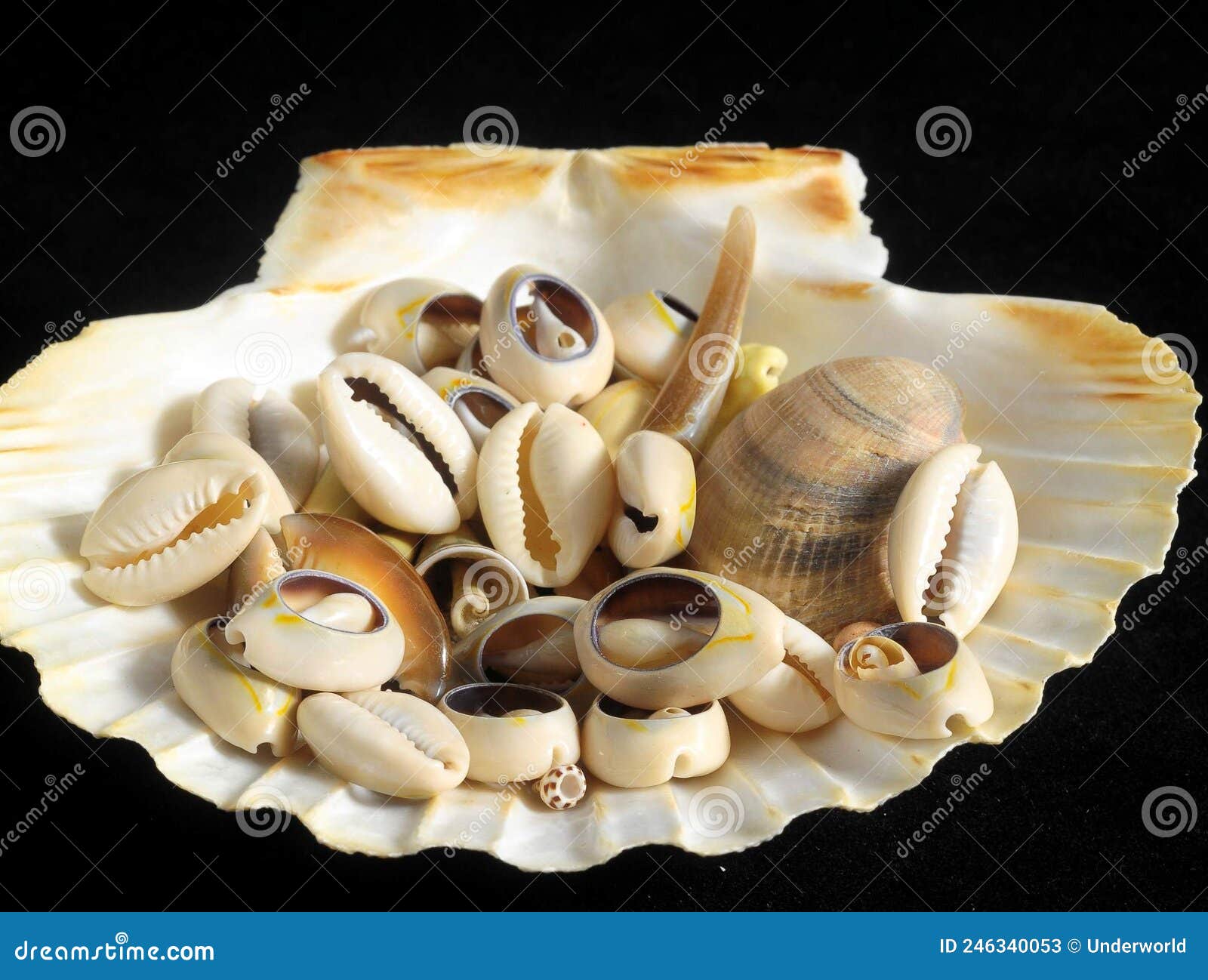 Sea Shell stock image. Image of limestone, crustacean - 246340053