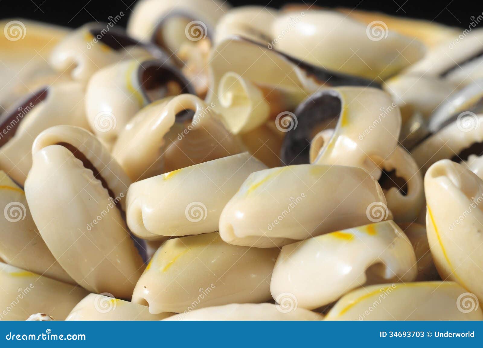 Sea Shell stock image. Image of fish, limestone, molluscan - 34693703