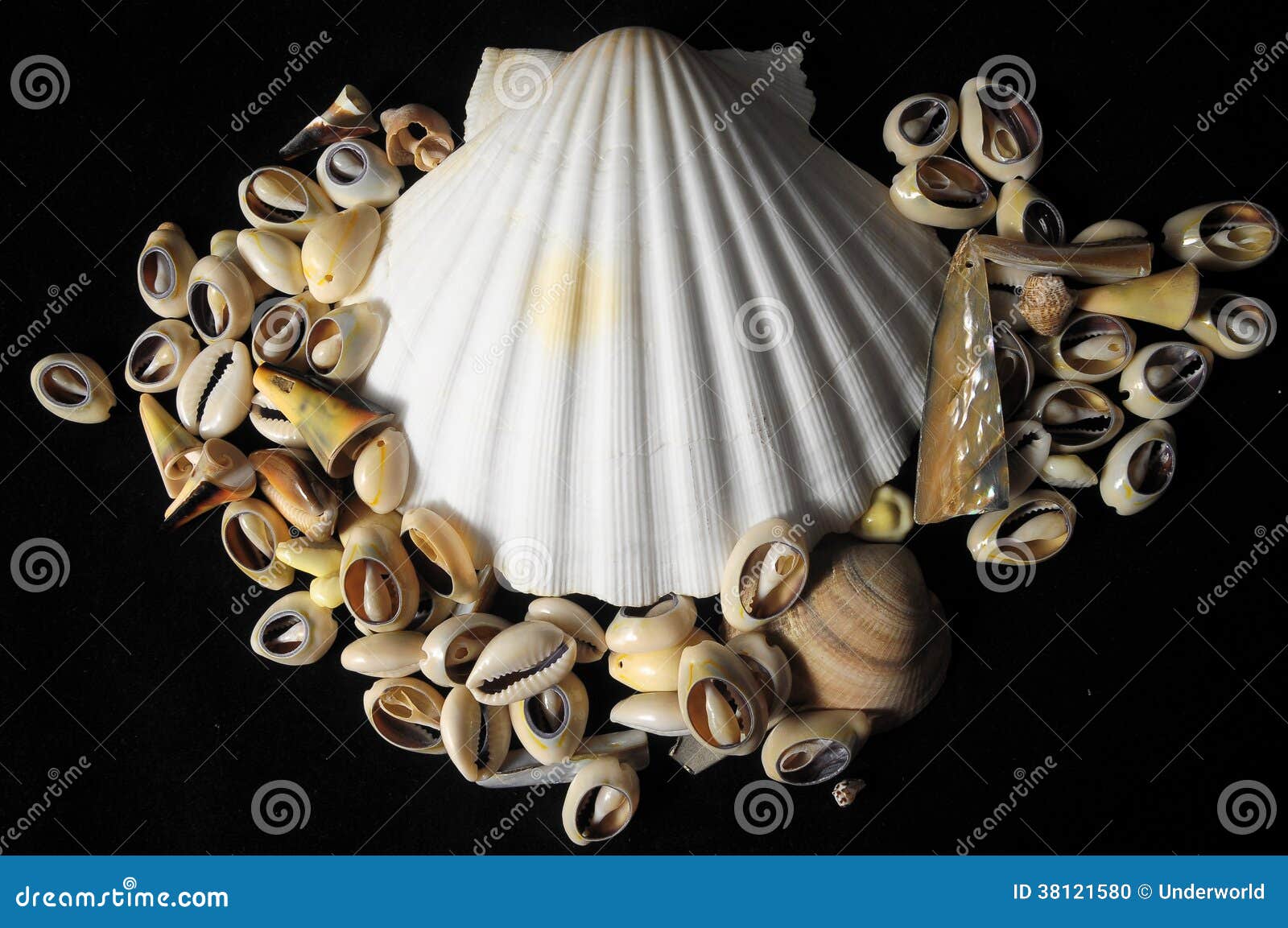 Sea Shell stock photo. Image of inside, chalk, scallop - 38121580