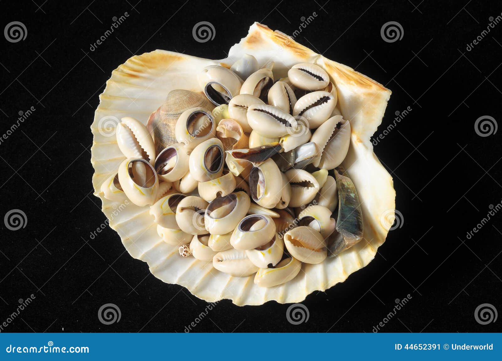 Sea Shell stock image. Image of mollusk, hard, crustacean - 44652391
