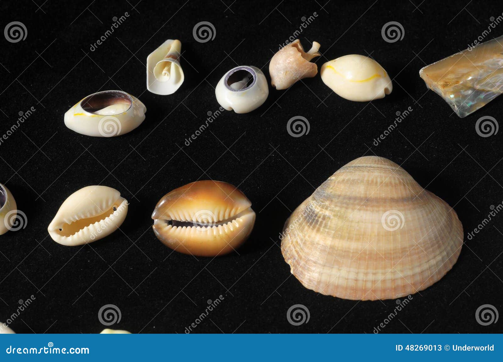 Sea Shell stock image. Image of seafood, limestone, marine - 48269013