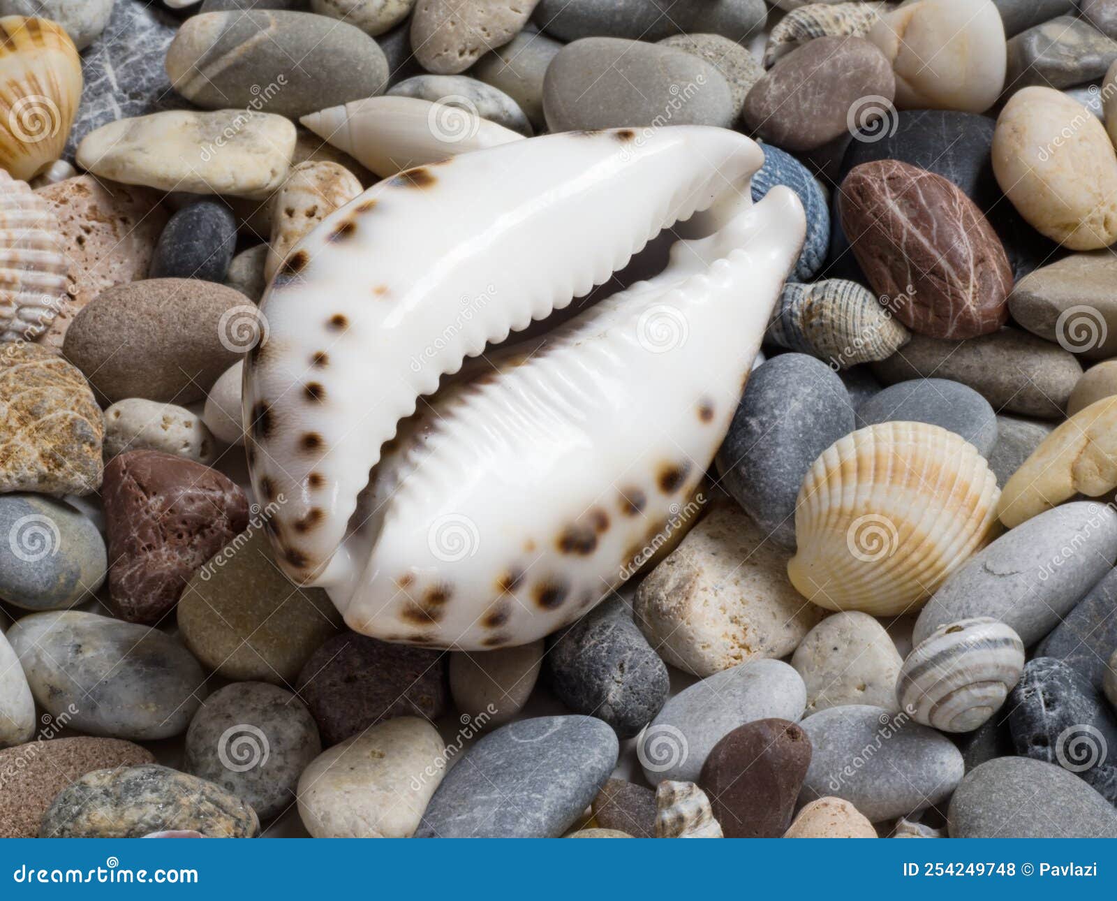 Sea Shell, Tiger Cowrie, Laid on a Layer of Colorful Pebbles and Small ... Sea Shell, Tiger Cowrie, Laid on a Layer of Colorful Pebbles and Small ...