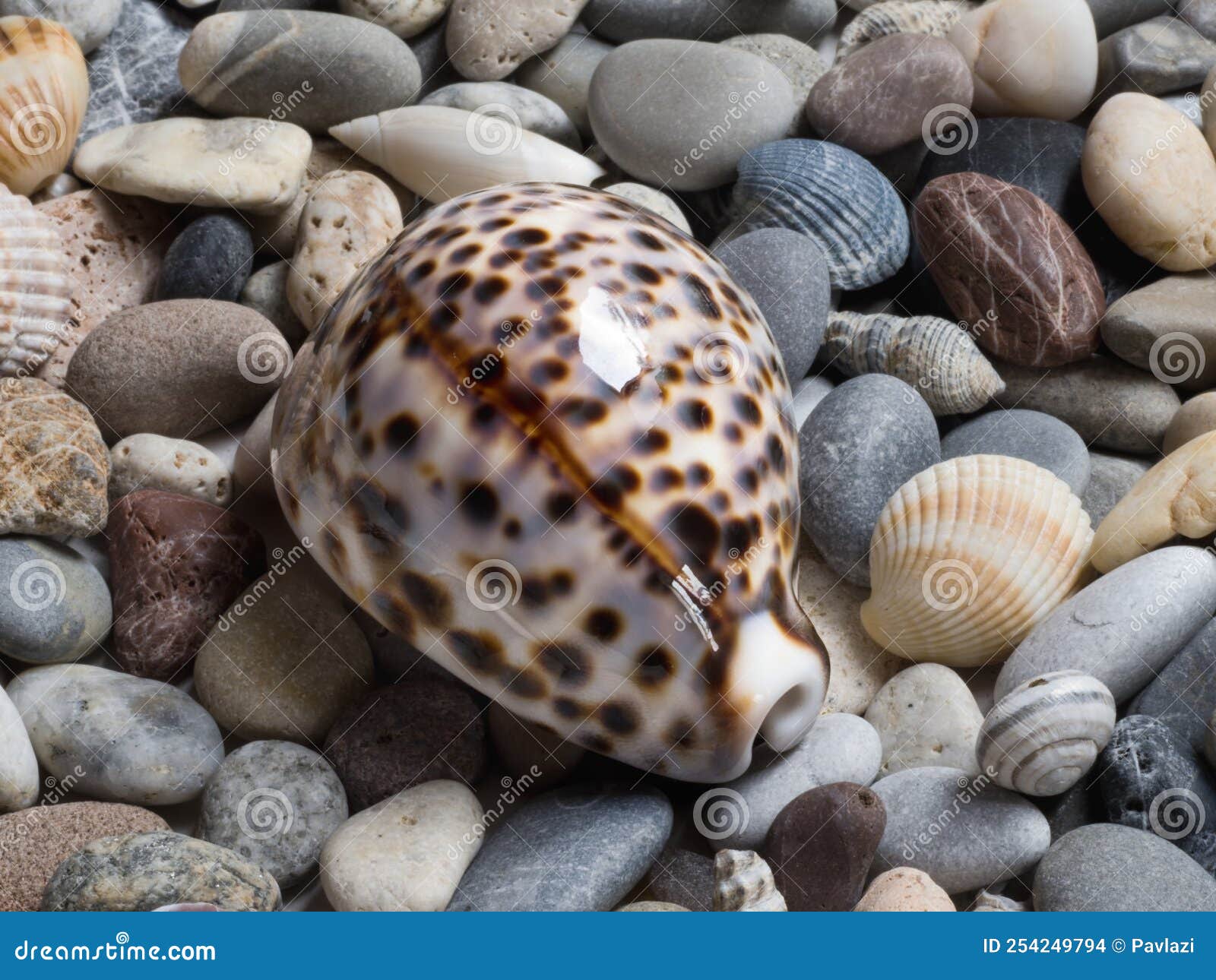 Sea Shell, Tiger Cowrie, Laid on a Layer of Colorful Pebbles and Small ... Sea Shell, Tiger Cowrie, Laid on a Layer of Colorful Pebbles and Small ...