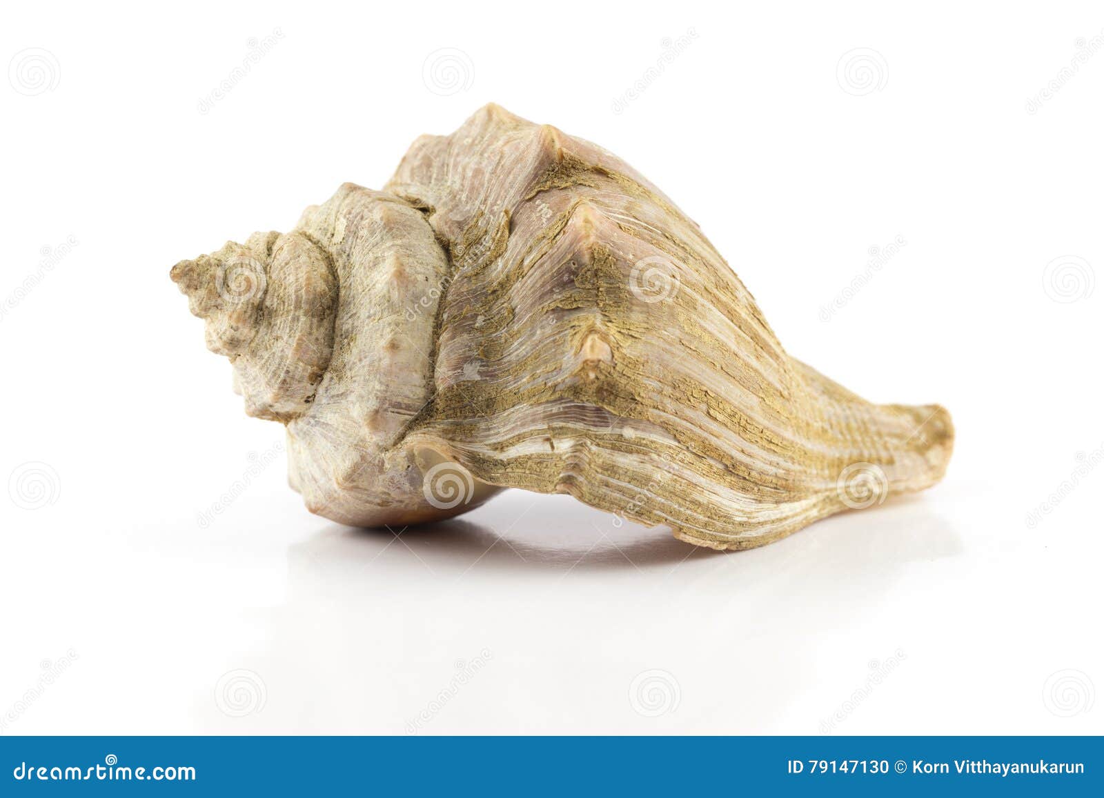 Sea shell, Turbinella. stock photo. Image of crustacean - 79147130