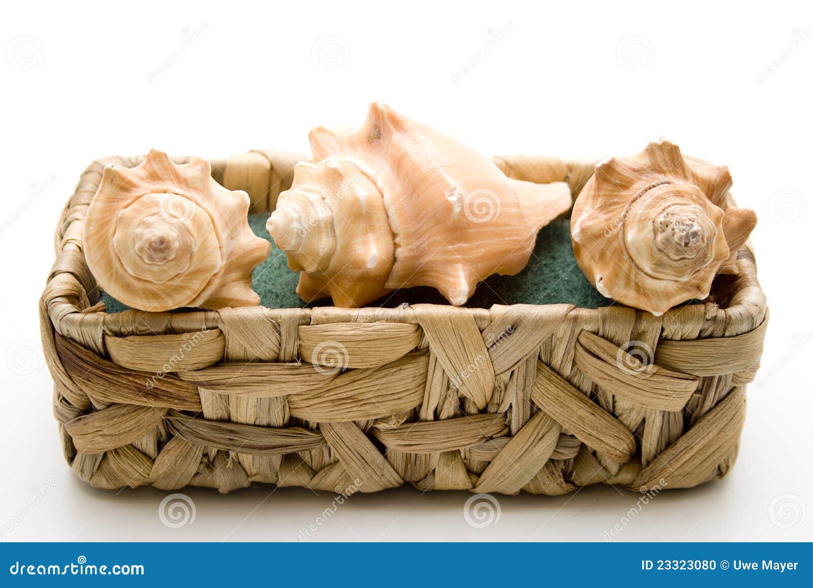 Sea Shell In The Twisted Basket Stock Photo | CartoonDealer.com #23323080