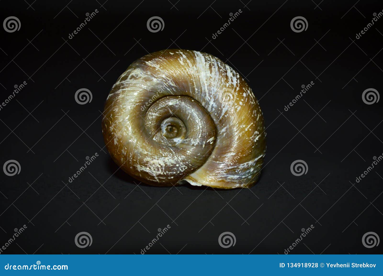 Sea Shell In The Twisted Basket Stock Photo | CartoonDealer.com #23323080