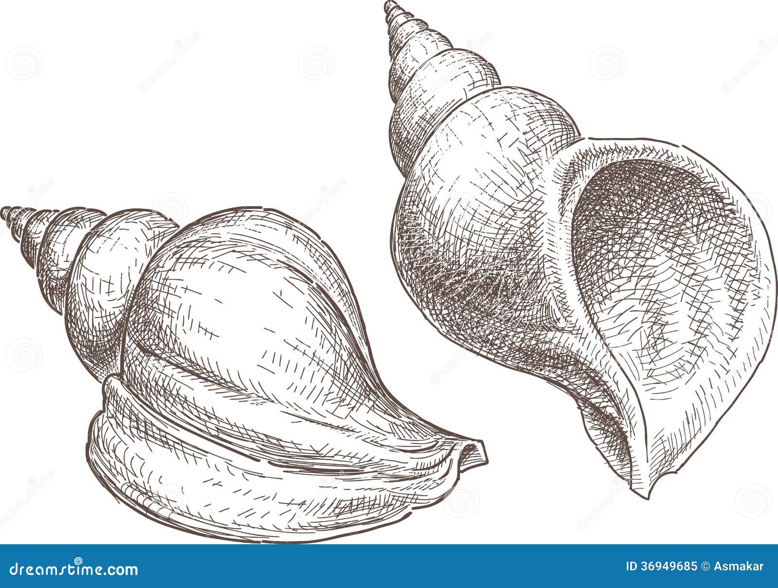 Sea shell stock vector. Illustration of nature, fragility - 36949685