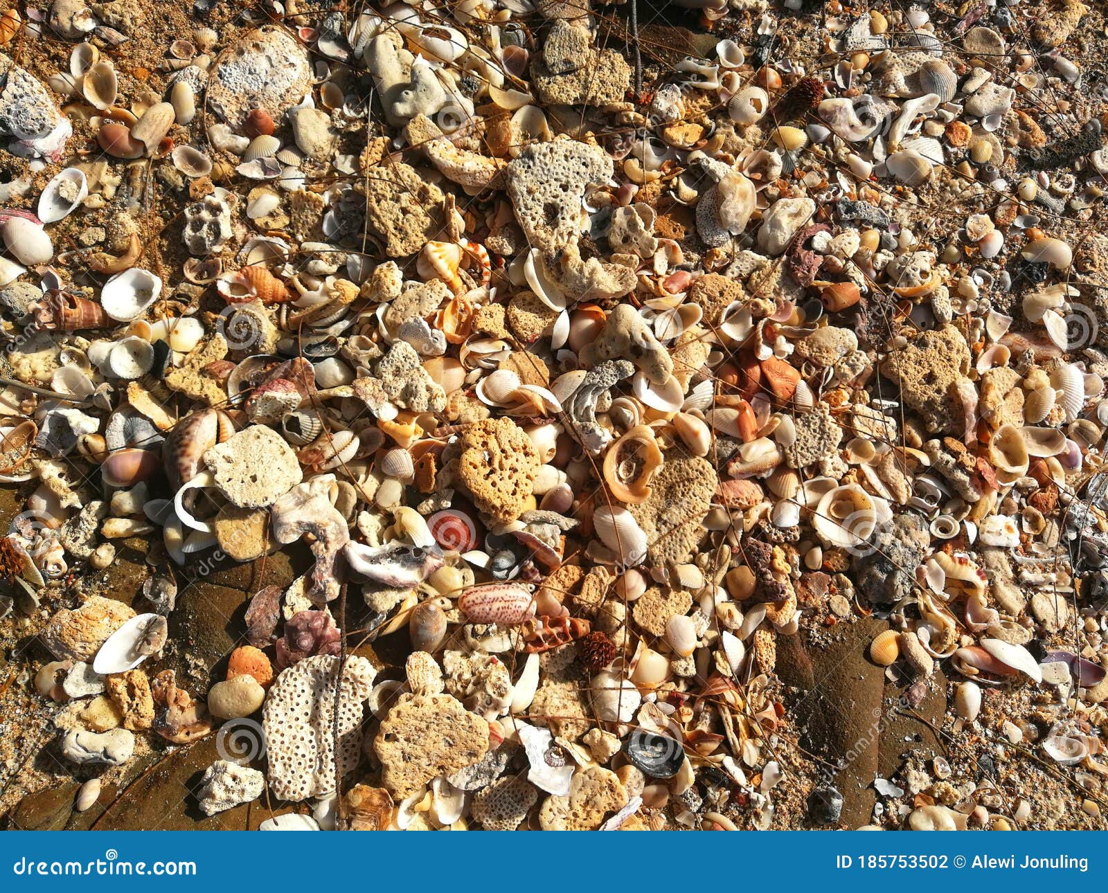 Common Tower Shell Stock Image | CartoonDealer.com #57743635