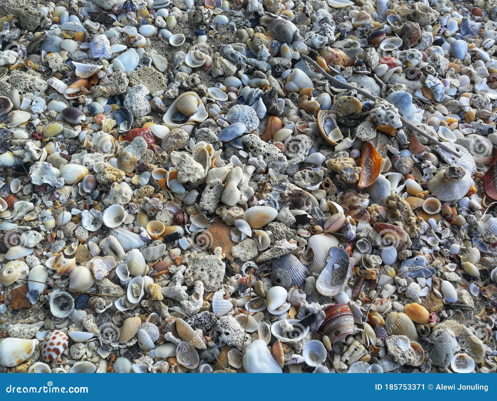 Sea-shell and Verius Types of Common Tower Shall Scattered Everywhere ...