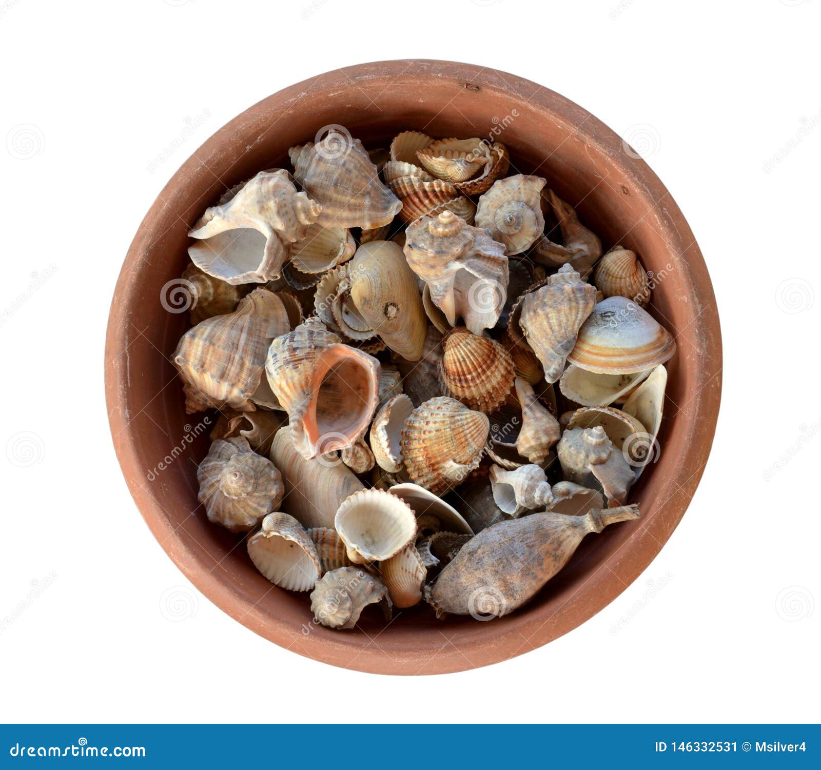 Sea Shell in Vessel Isolated in White Stock Image - Image of vessel ...
