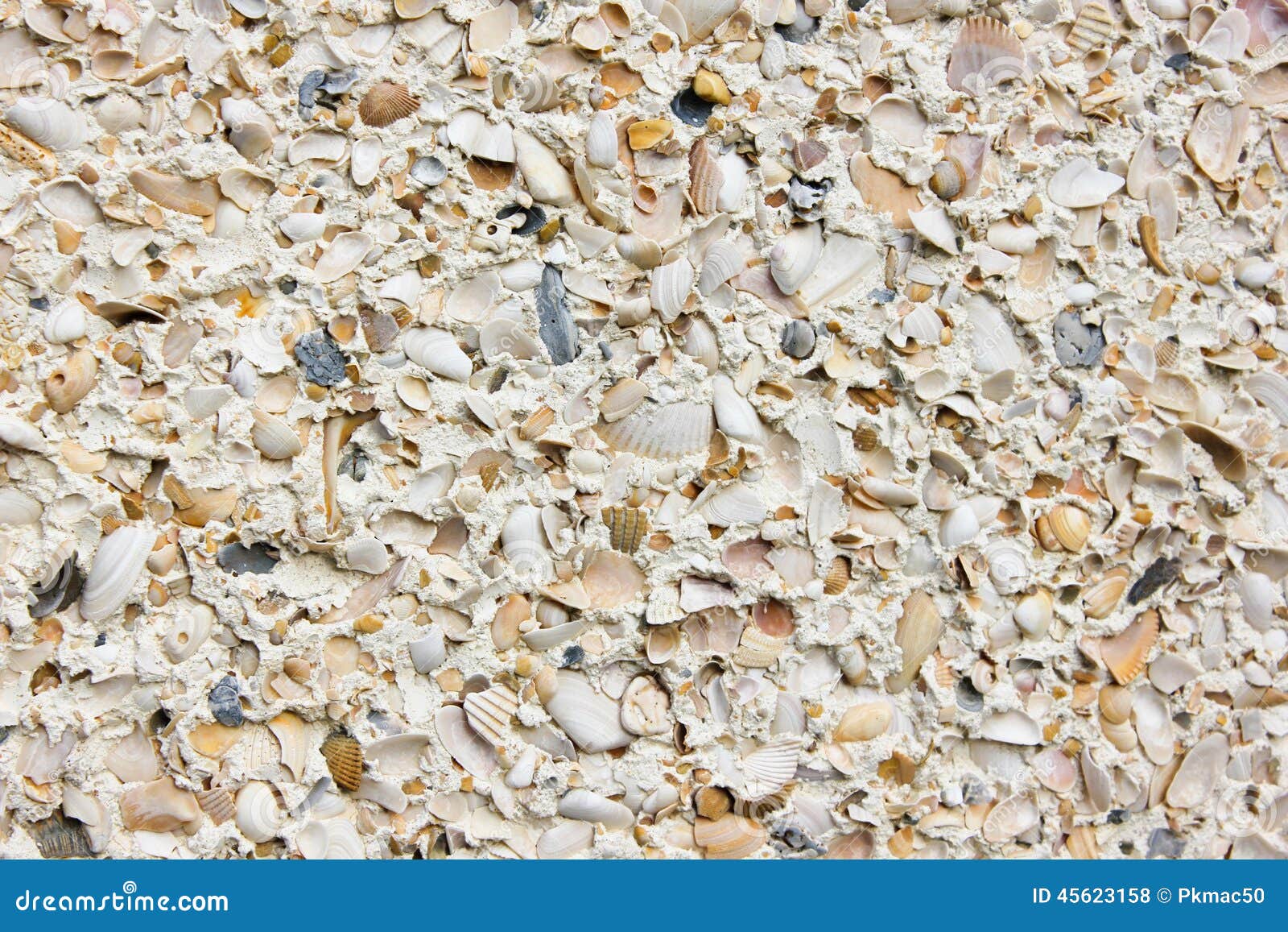 Sea Shell Wall stock photo. Image of plastered, cement - 45623158