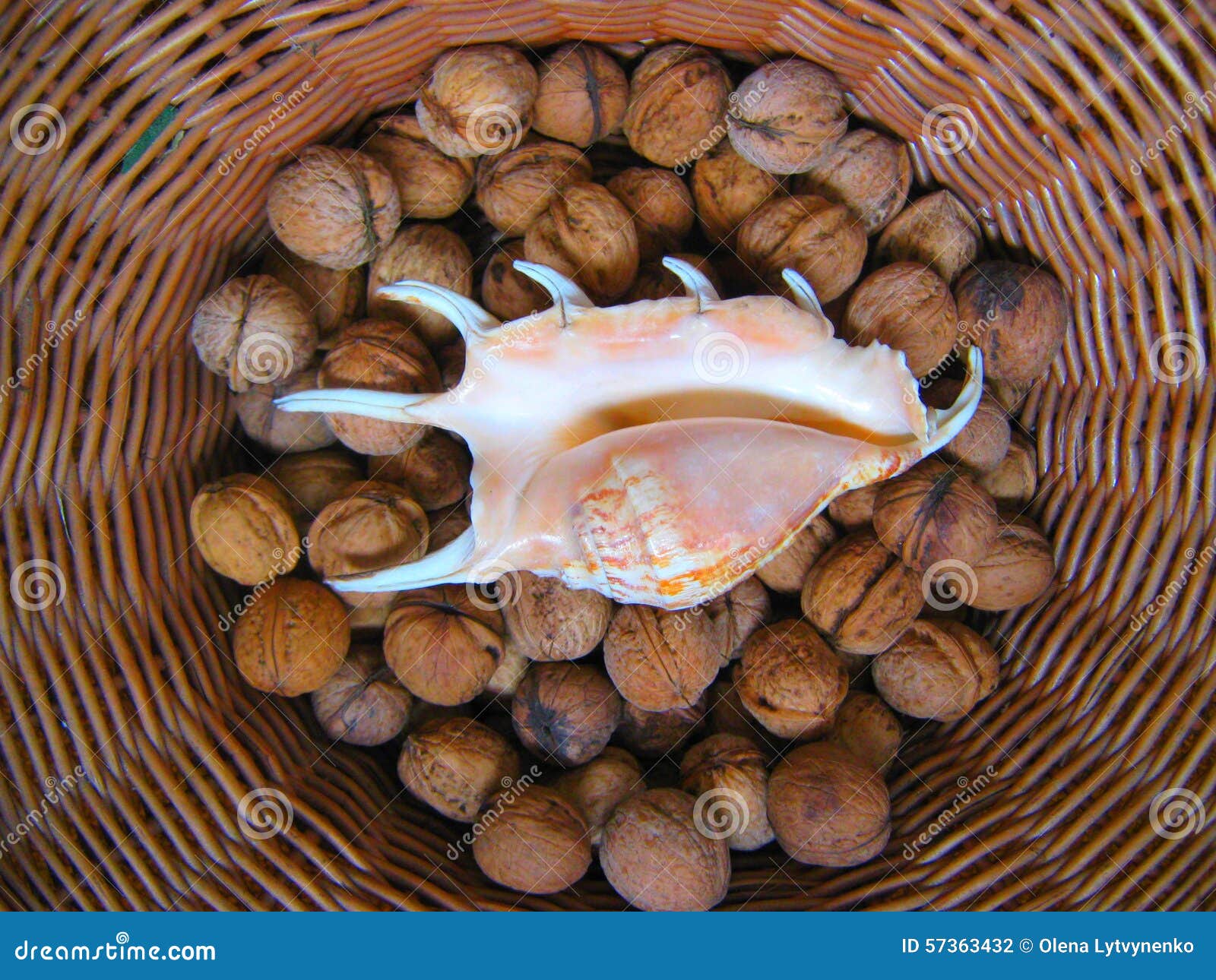 Sea Shell, Walnuts in a Wicker Basket . Stock Photo - Image of marine ...