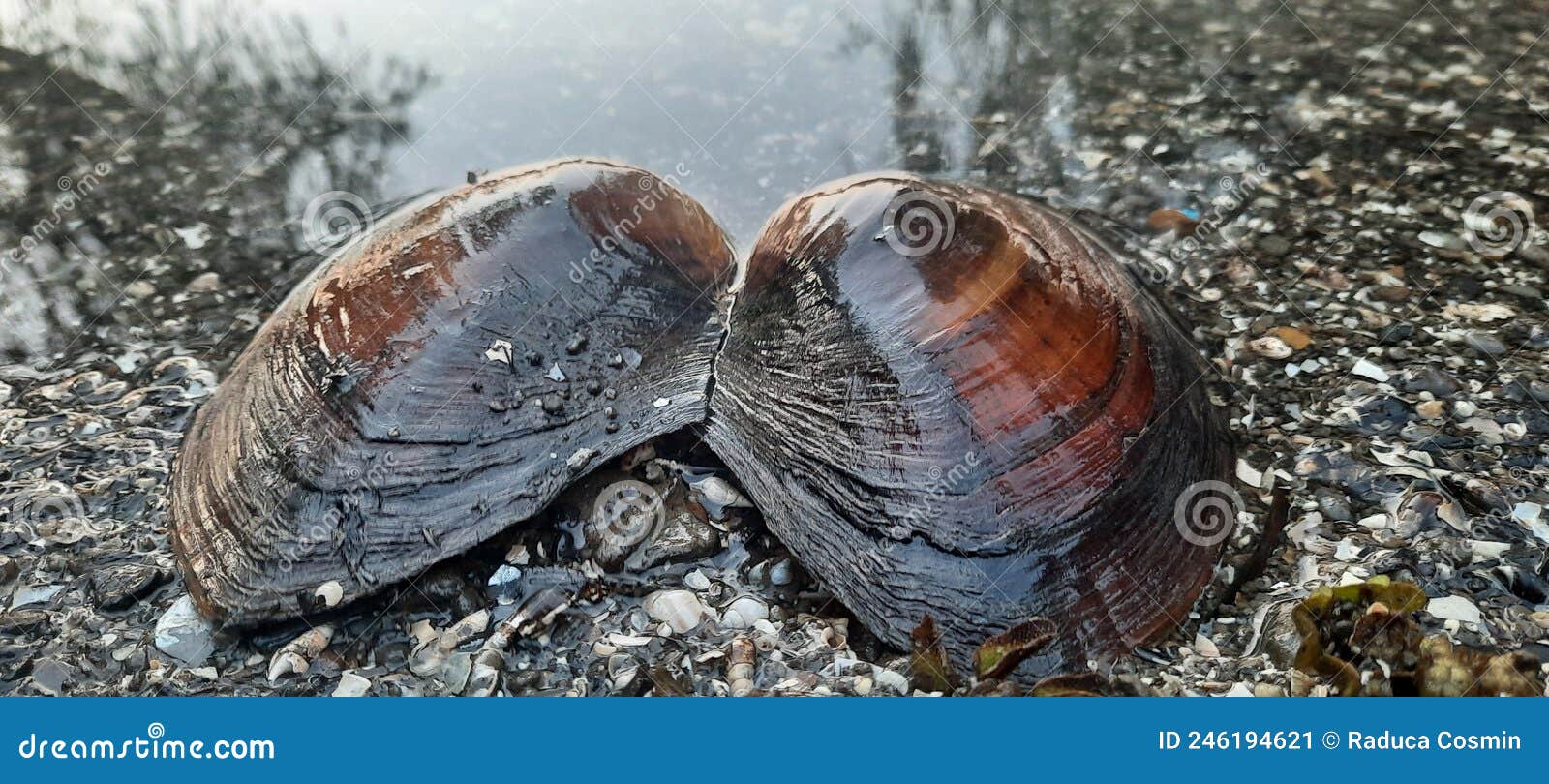 Sea Shell in the Water ðŸ’§ Stock Image - Image of fish, arthropod ...