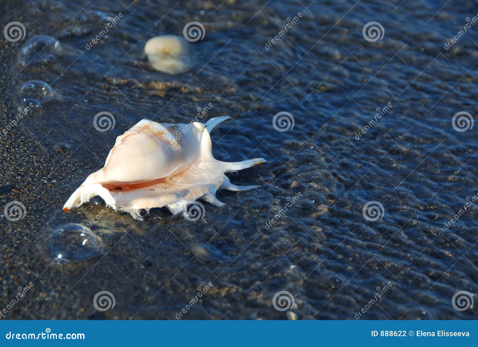 Sea shell in water stock photo. Image of seashell, seashore - 888622
