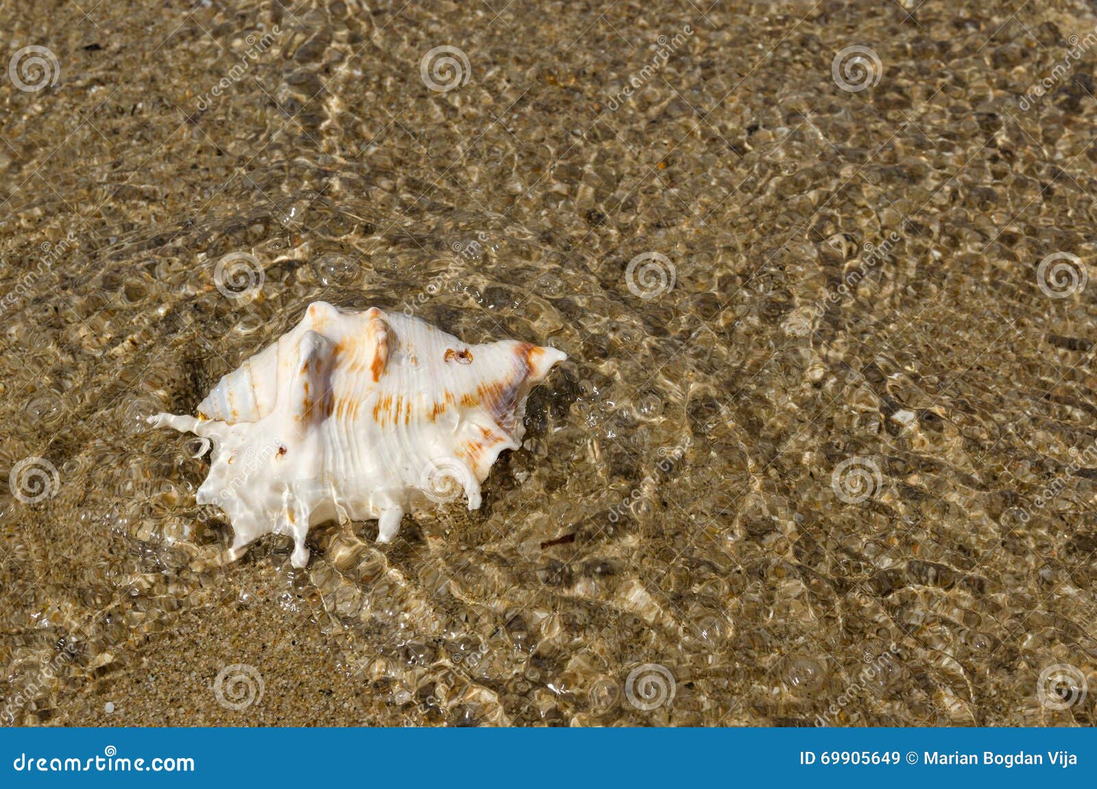 Sea shell in the water. stock image. Image of nature - 69905649
