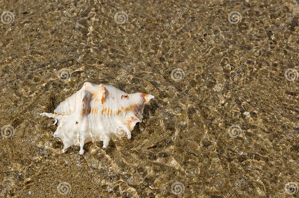 Sea shell in the water. stock image. Image of nature - 69905649