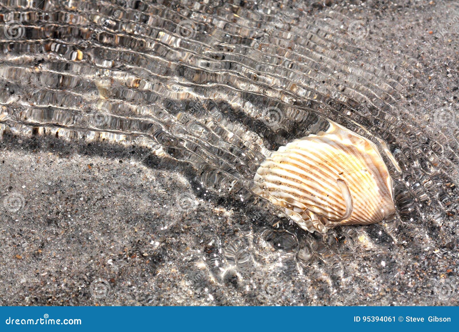 Sea Shell 2 stock image. Image of scenic, shell, water - 95394061