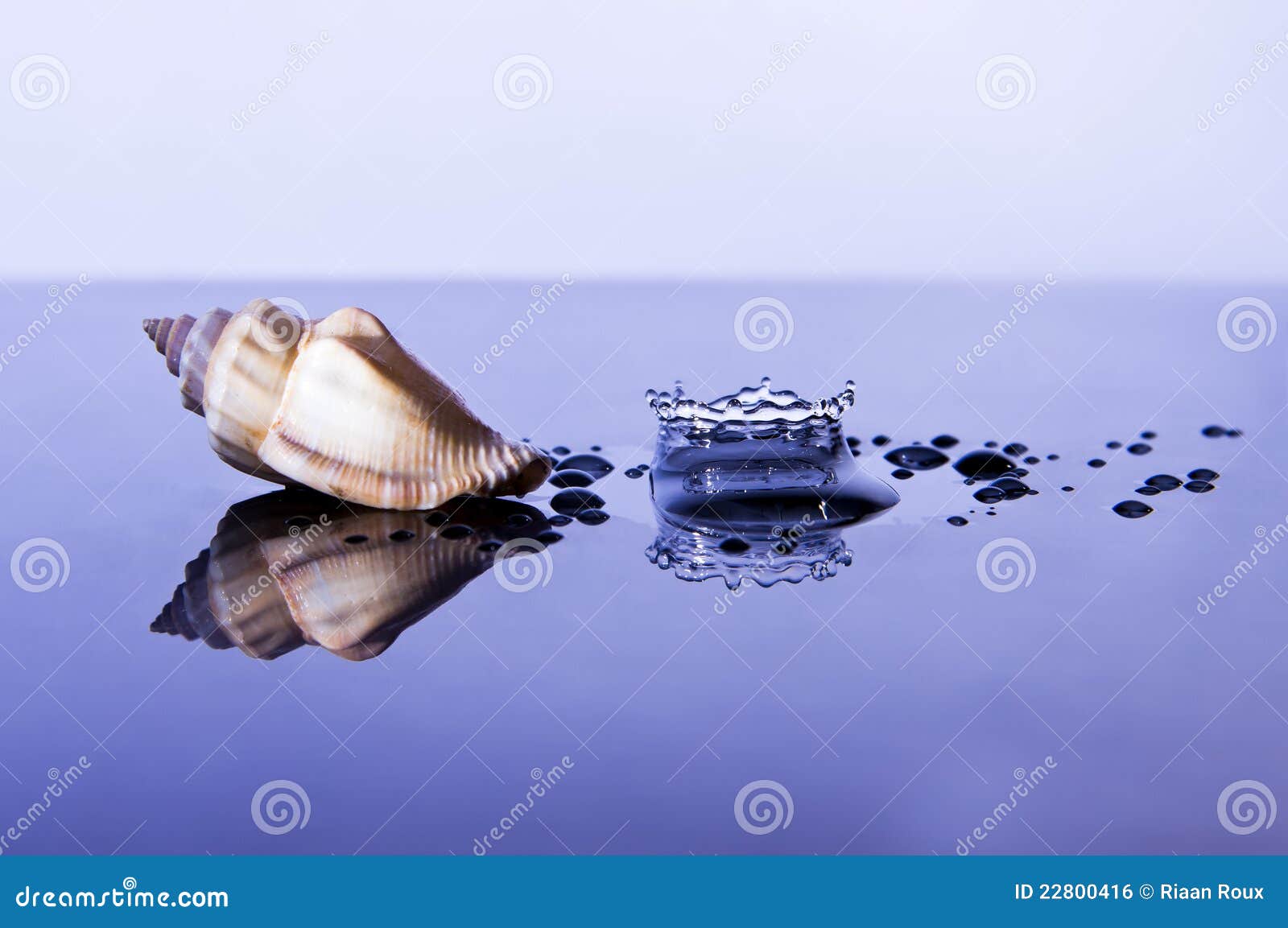 Sea Shell and Water Splash stock photo. Image of shell - 22800416