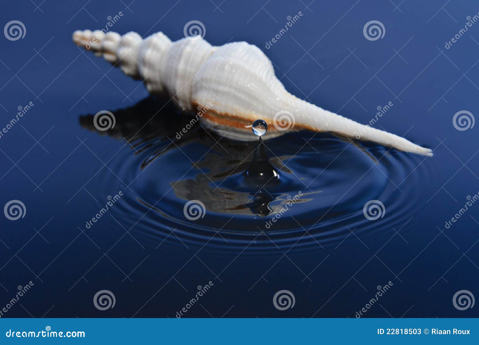Sea Shell and Waterdrop stock image. Image of intimacy - 22818503