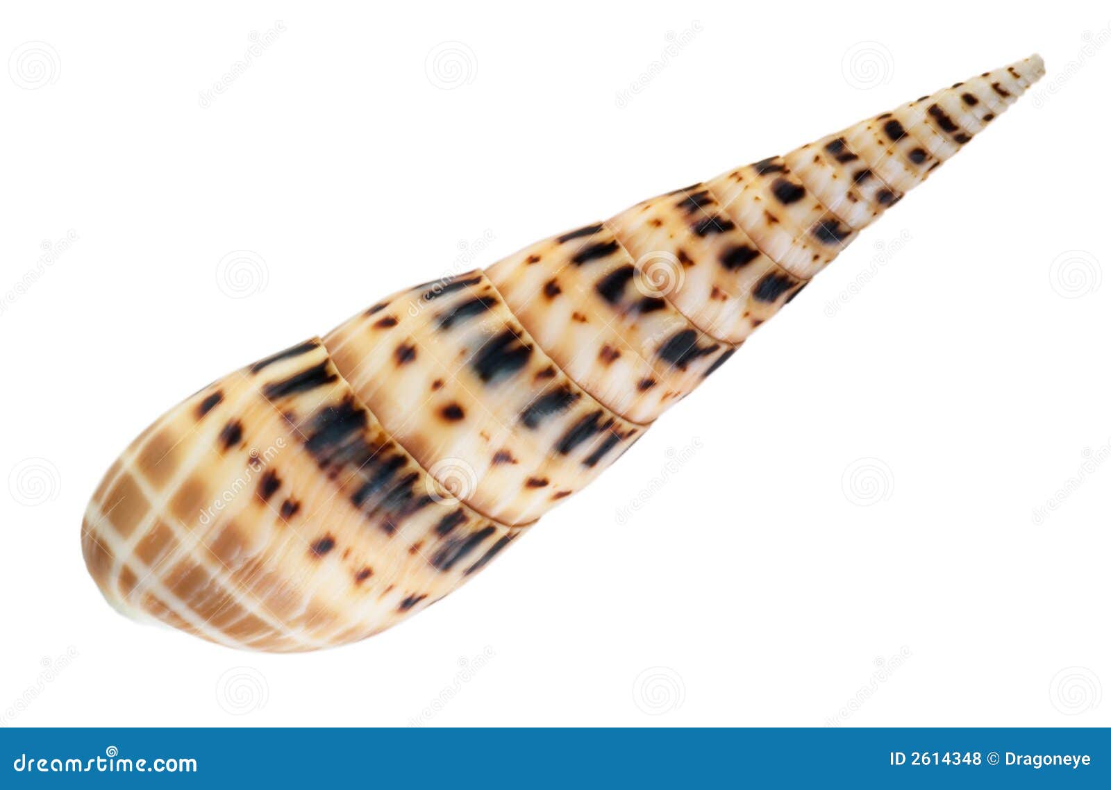 Sea shell on white stock photo. Image of life, spinescent - 2614348