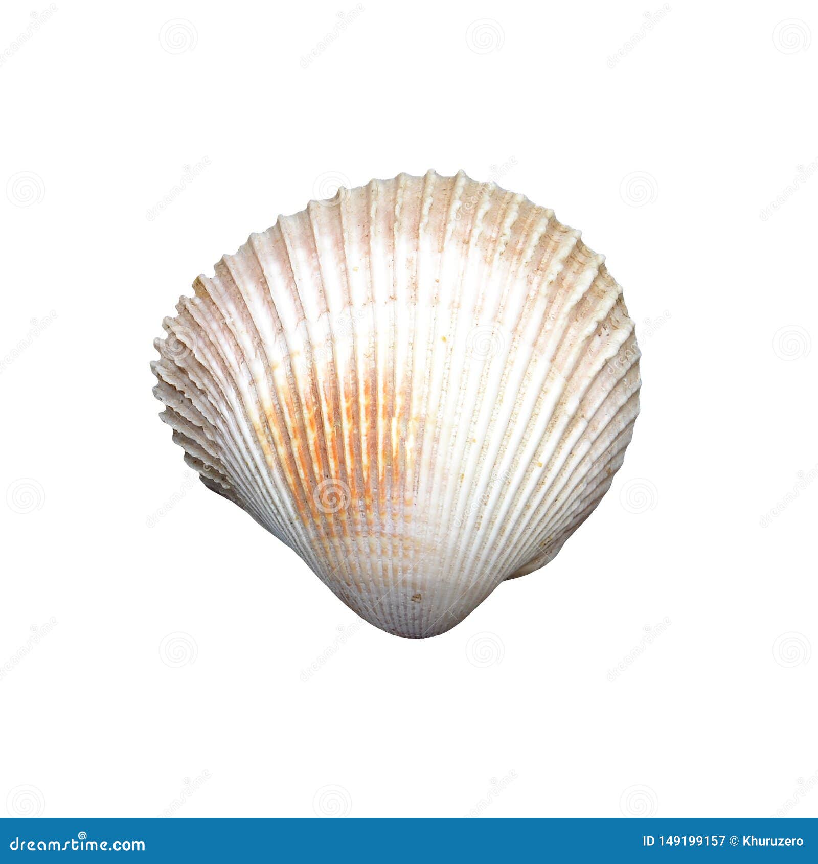 Sea shell stock image. Image of aquatic, beautiful, wildlife - 149199157