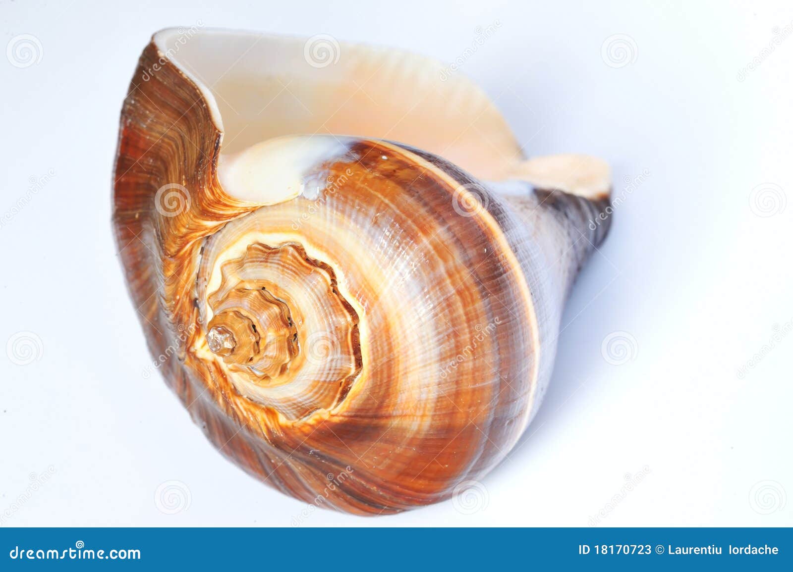 Sea Shell on a White Background Stock Image - Image of coastline, conch ...