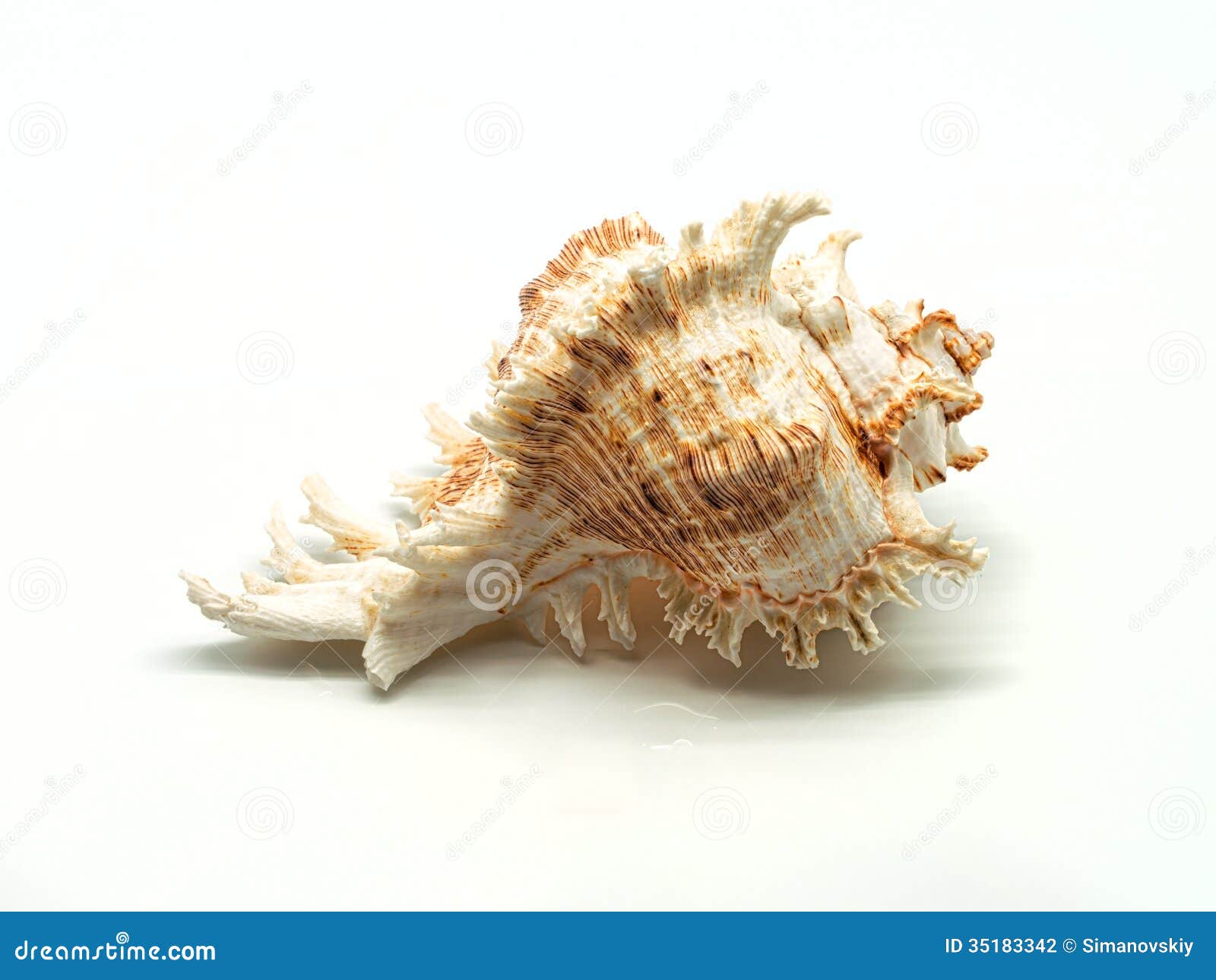 Sea Shell On White Background. Stock Photography | CartoonDealer.com ...