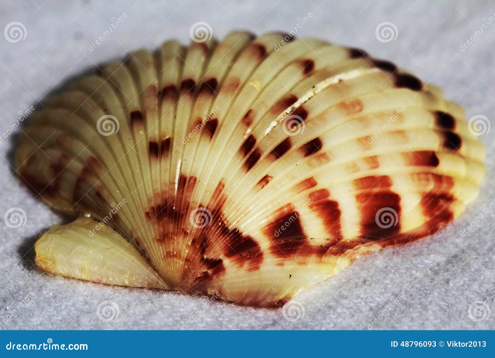Sea shell stock image. Image of background, gray, spiral - 48796093