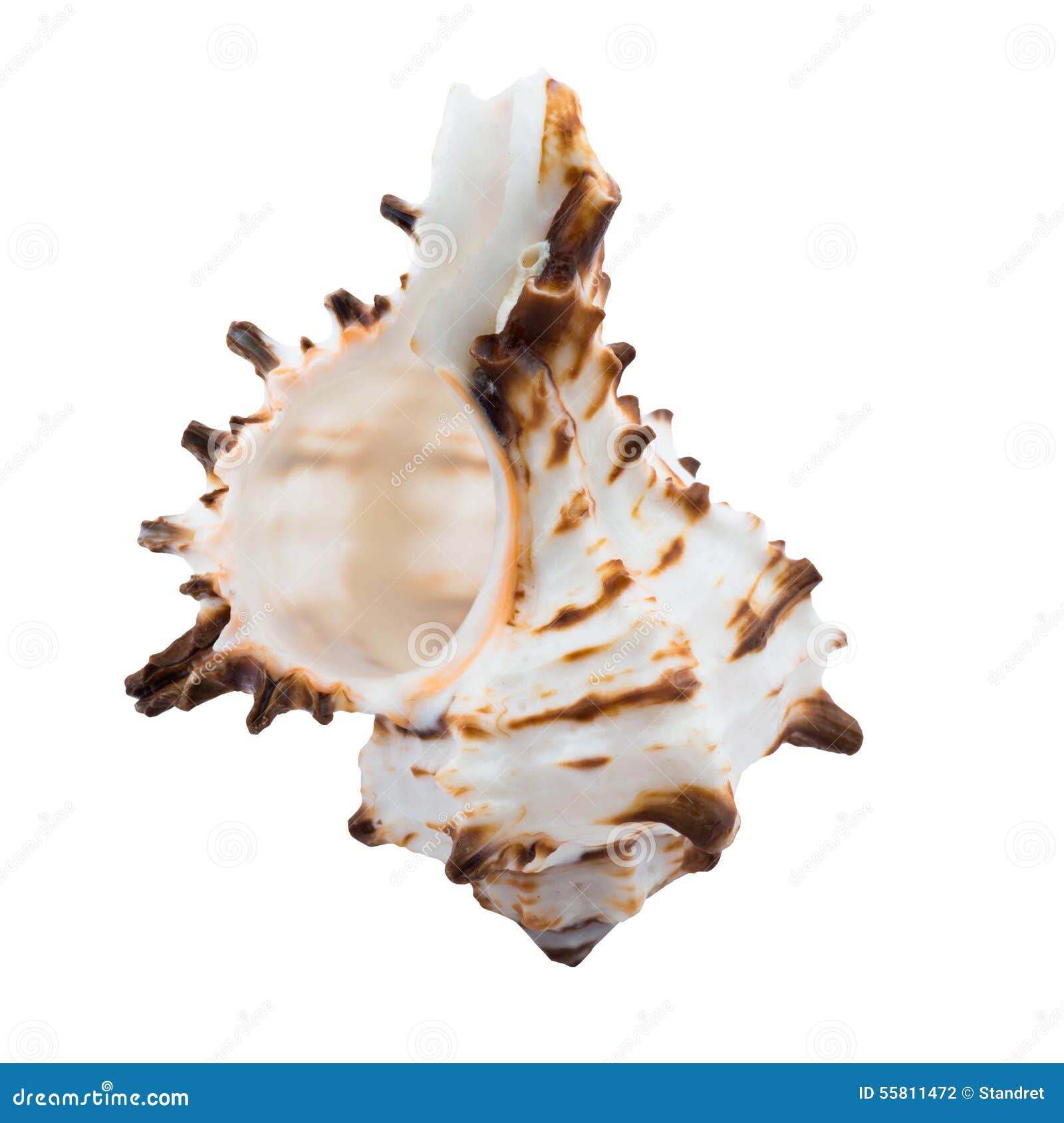 Sea Shell stock photo. Image of spiral, white, echinoderm - 55811472