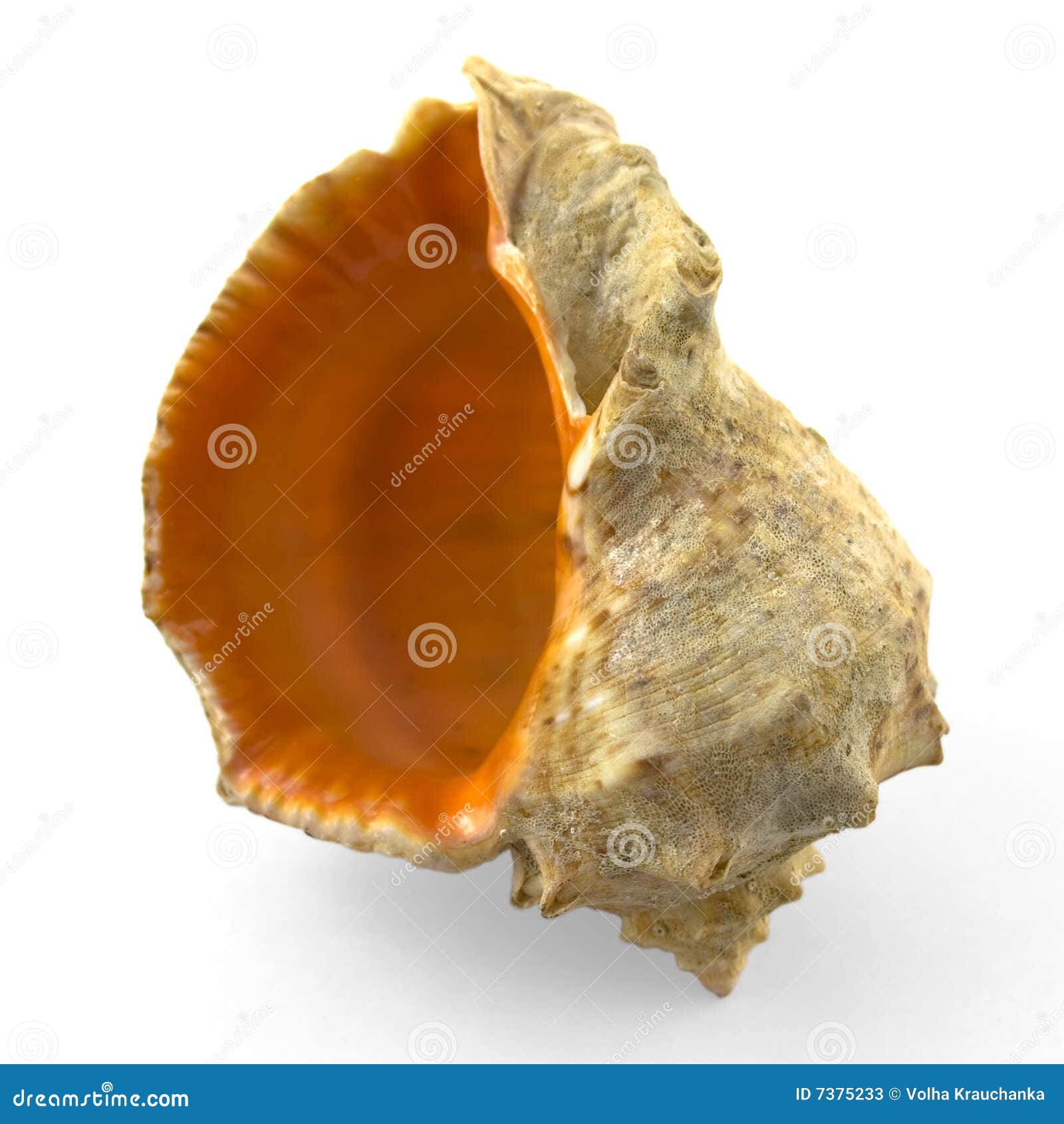 Sea Shell on White Background Stock Image - Image of decoration, white ...