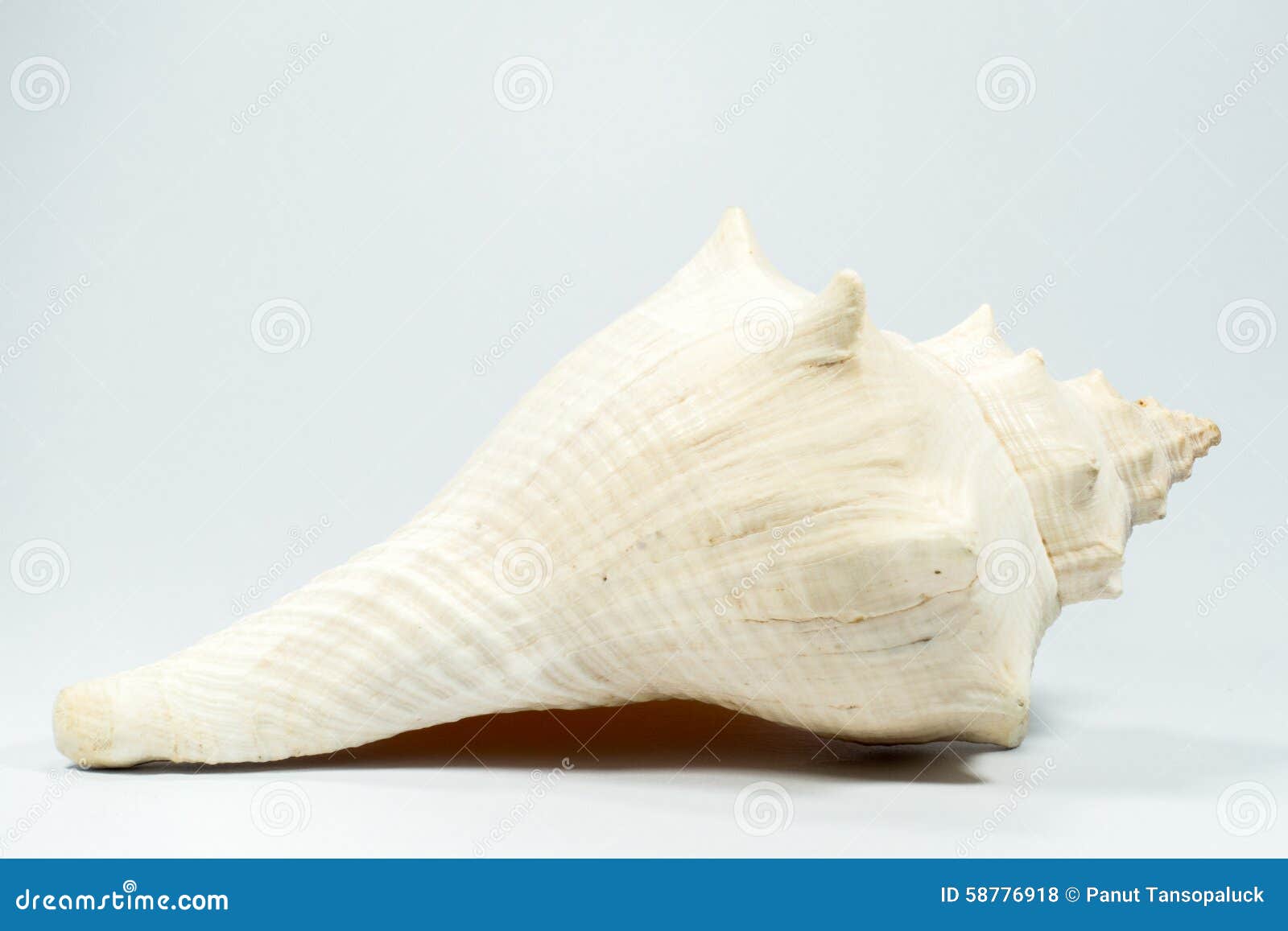 Sea Shell on White Background Stock Photo - Image of beach, clams: 58776918