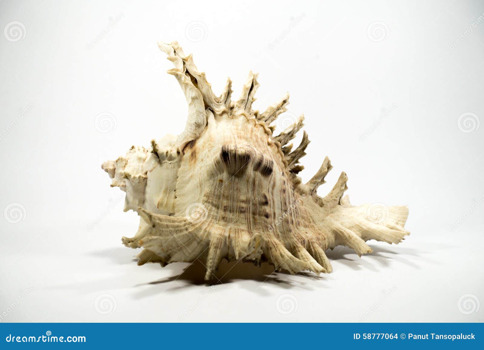 Sea Shell on White Background Stock Photo - Image of empty, molluscs ...